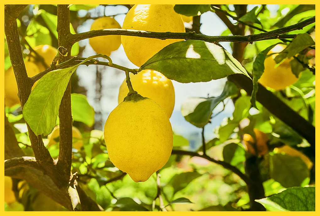 Citrus — Fruit World