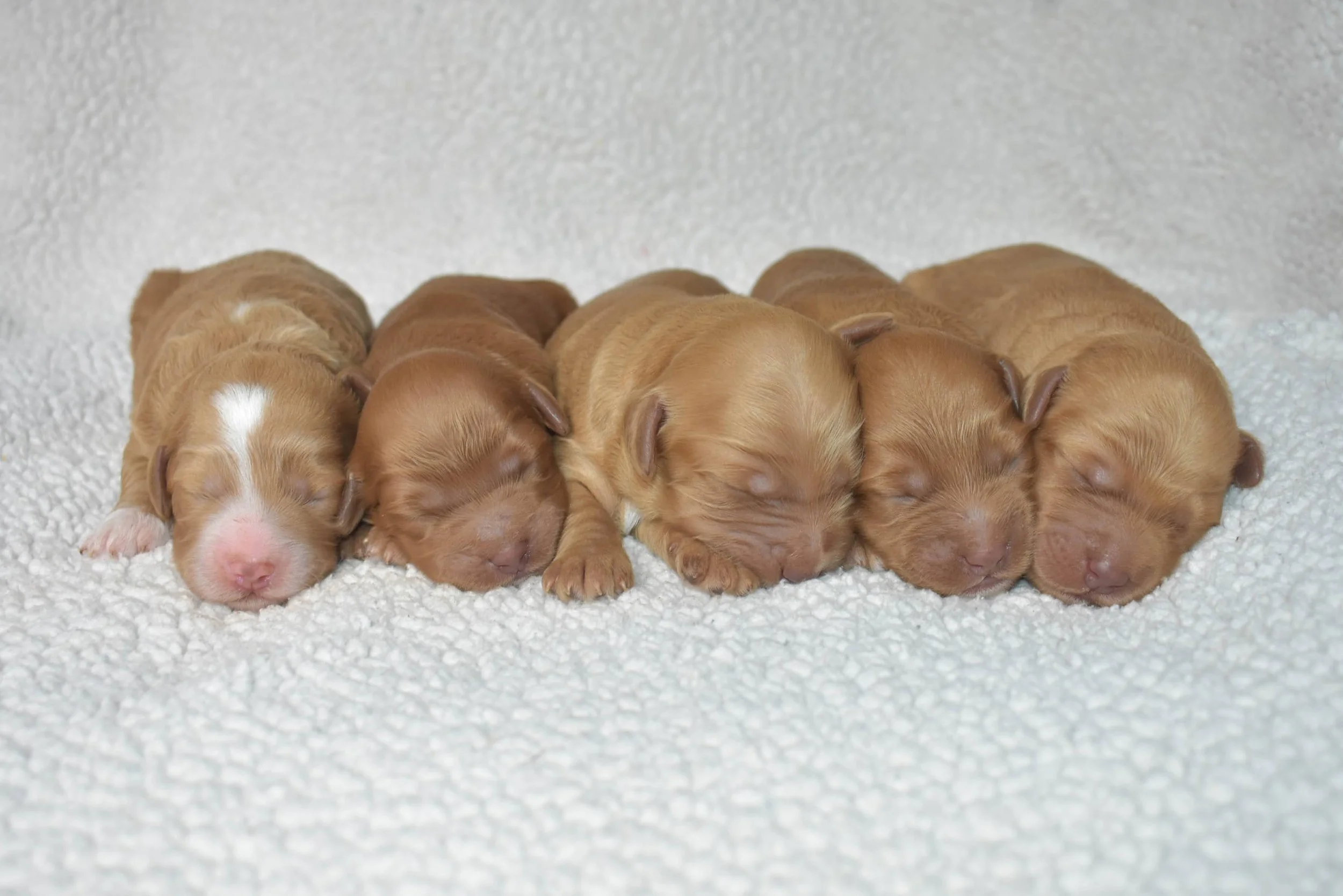 The First Eight Weeks — Blue Ridge Labradoodles