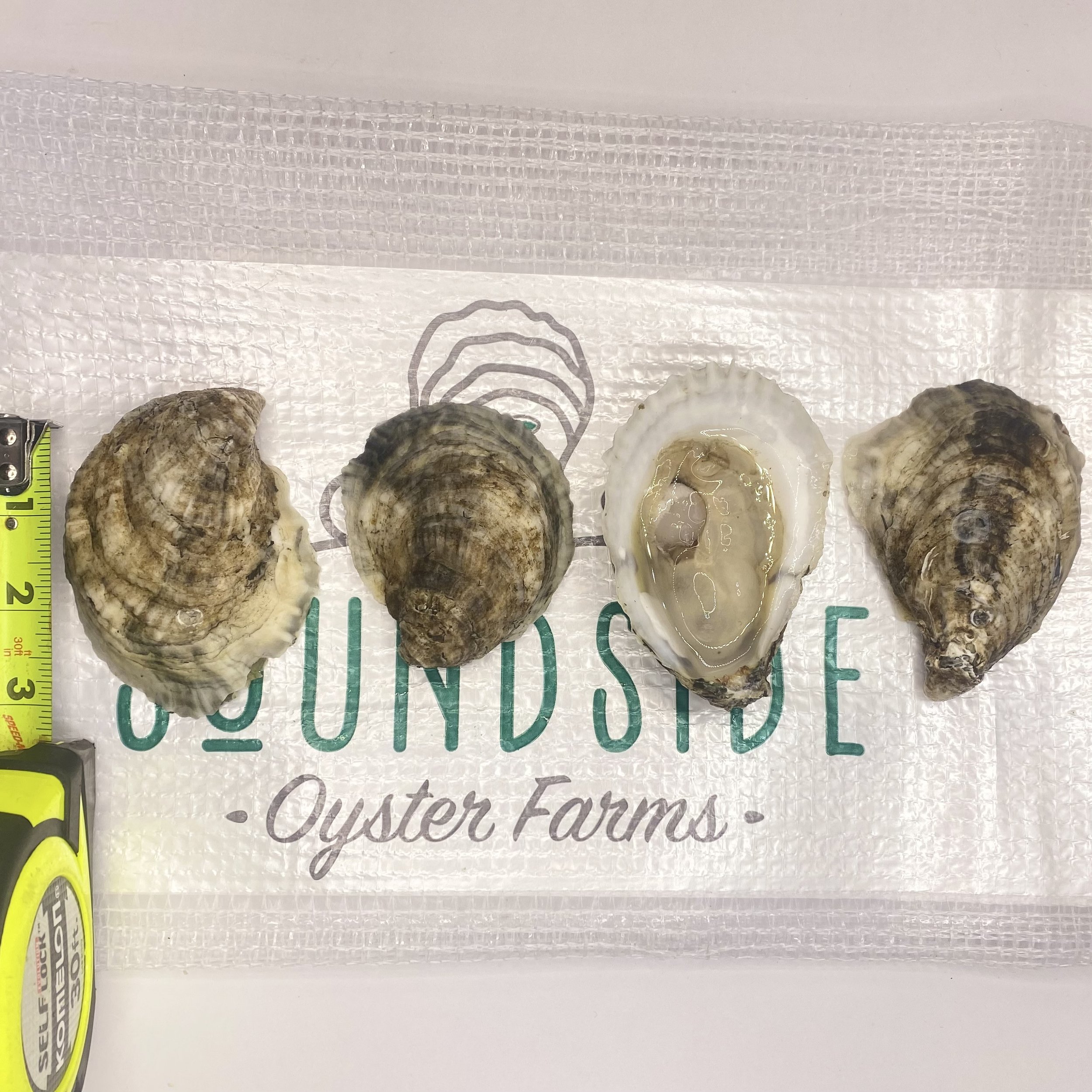 North Carolina Oyster Farm | Soundside Oyster Company