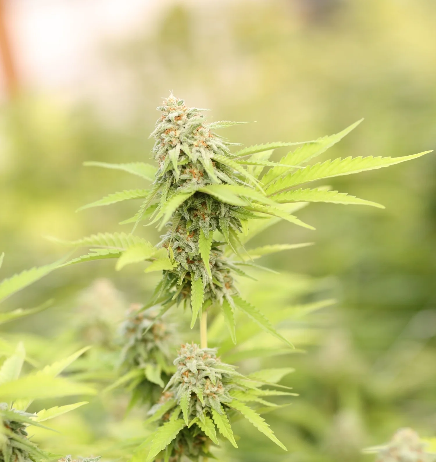 Friendly Tips Cannoodlez Friendly Tips Cannoodlez