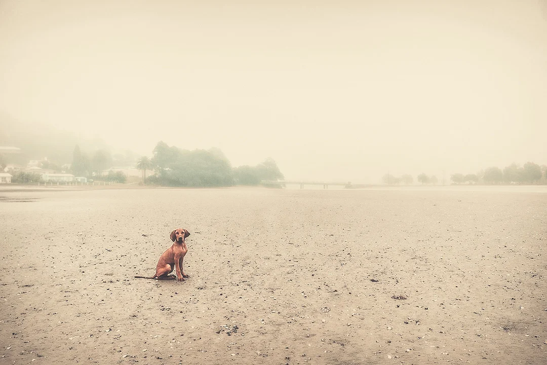 Maxy | Dan Max | Photography | Directing | DP | NZ Cameraman | Contact ...
