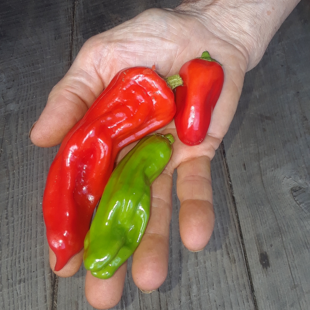 Shishito Peppers: My Brief Love Affair - Arena Heidi
