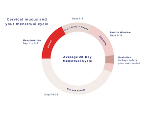Tracking Cervical Mucus for Better Conception Success — Mighty River ...
