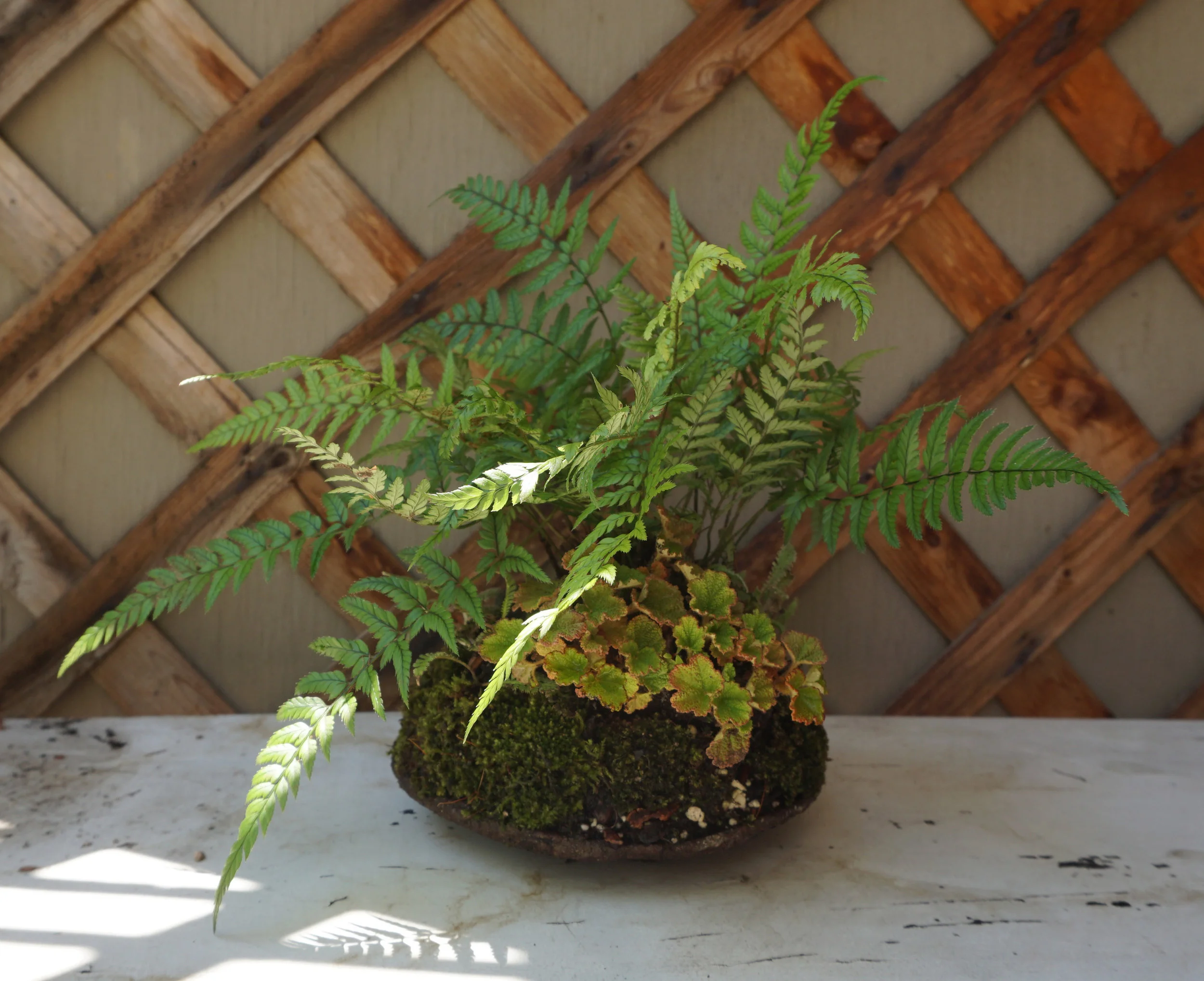 Kusamono Plant Arrangments — Best Coast Bonsai