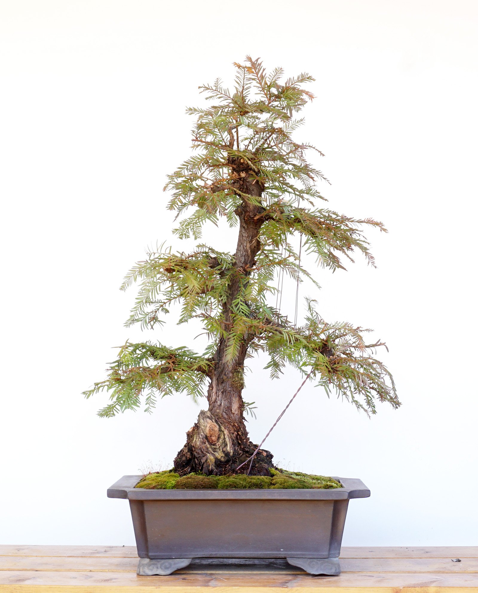 Coast Redwood Bonsai