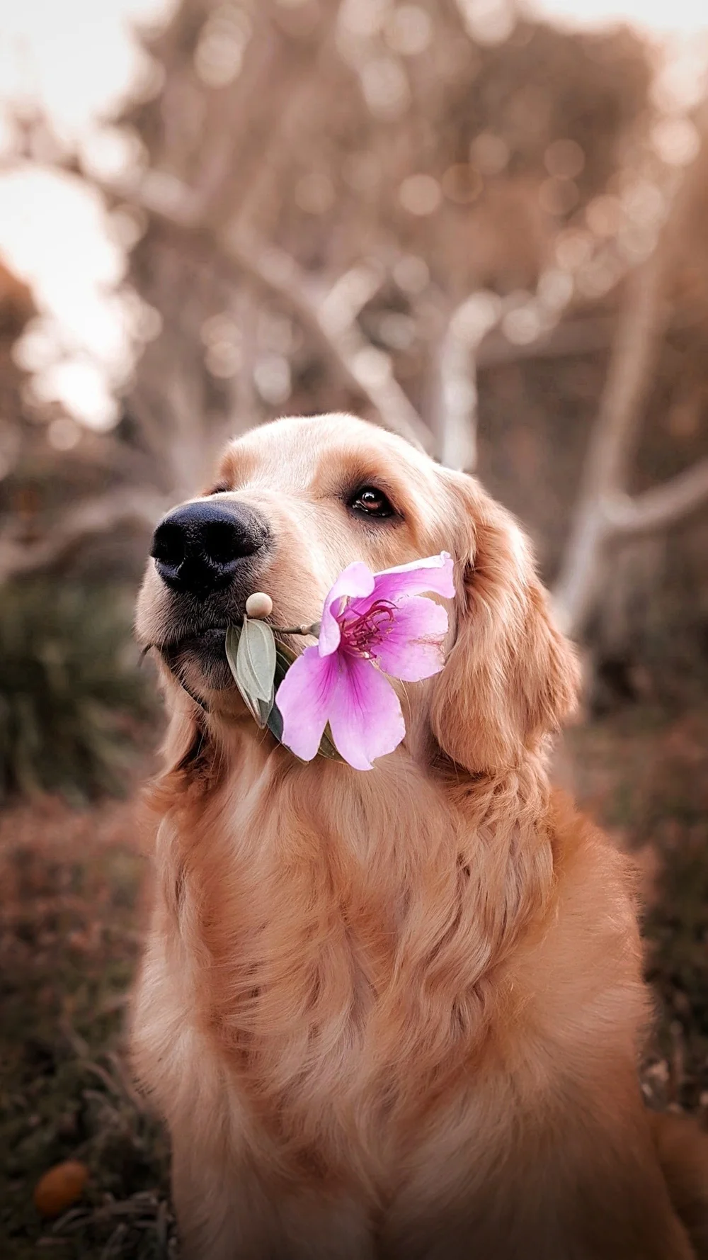 Why Falling In Love Is Like Owning A Dog
