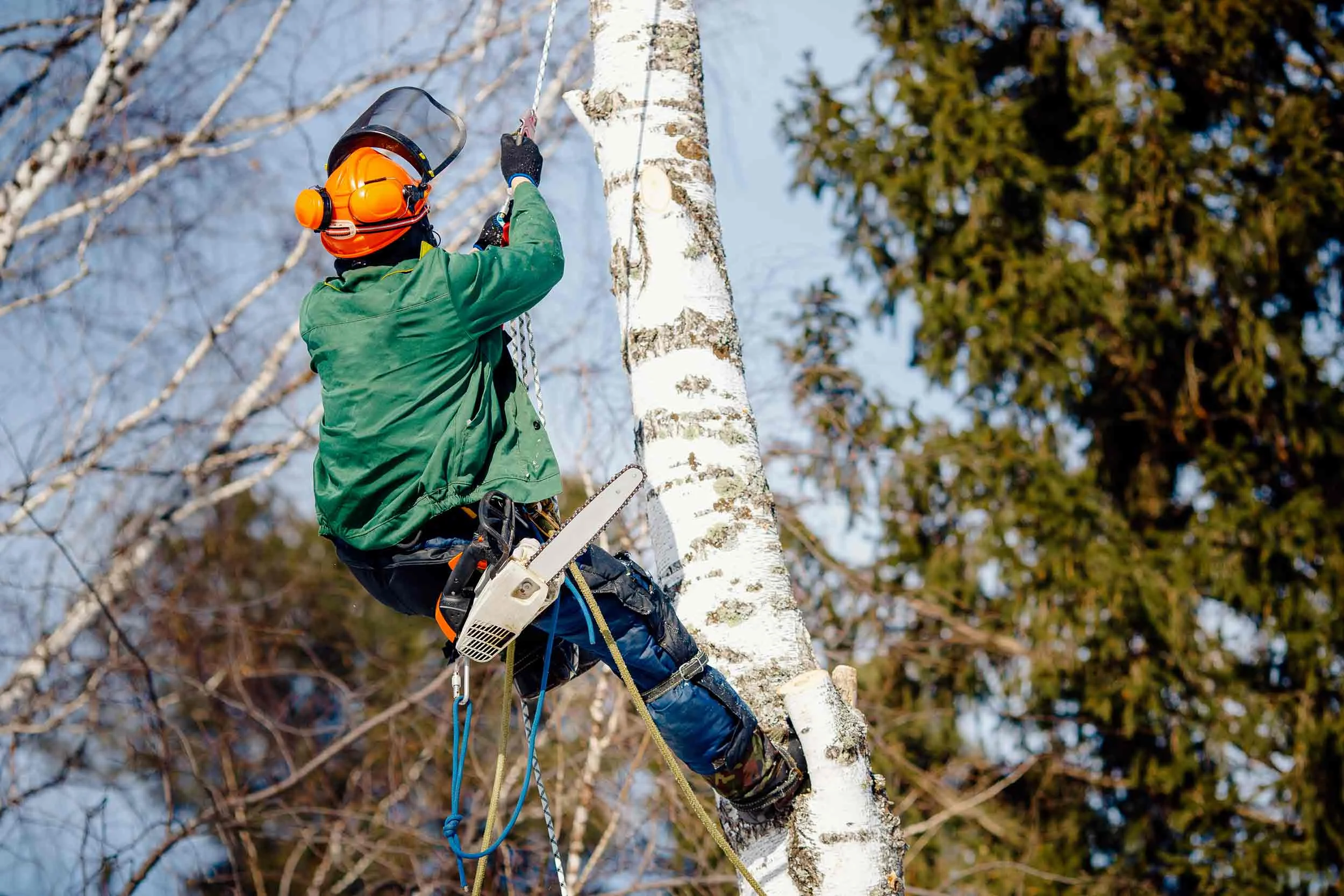 DARRIN TREE SERVICE