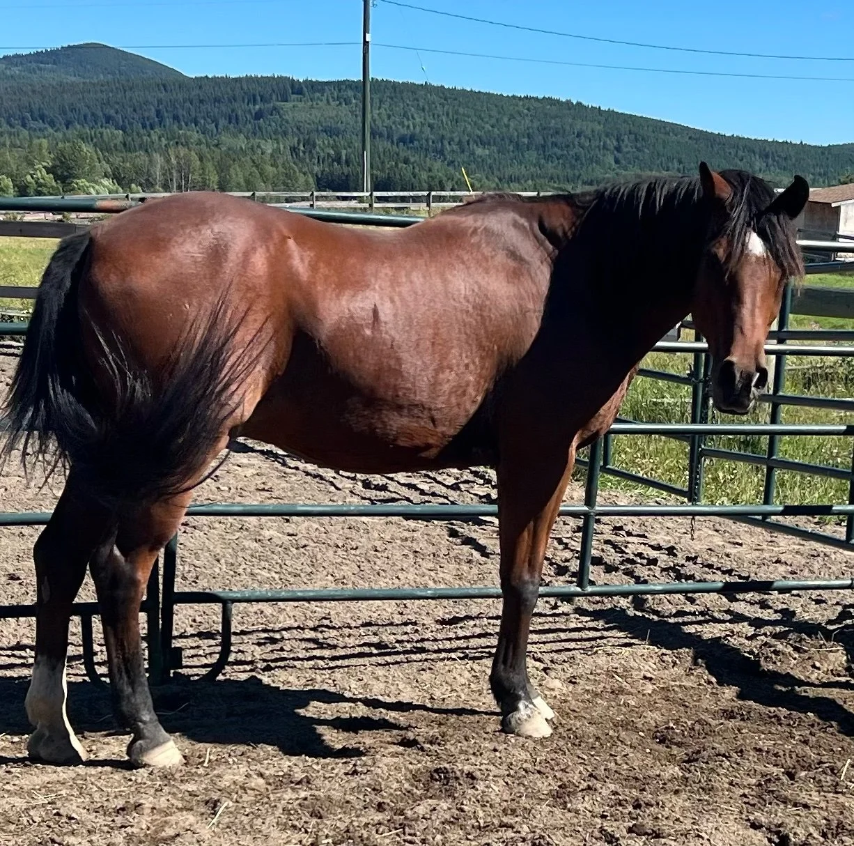 Adoptables — PG Animal Rescue