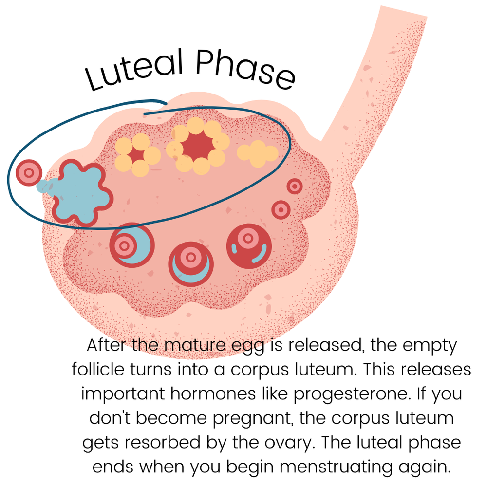 Understanding Your Menstrual Cycle — Dietitian nutritionists for ...