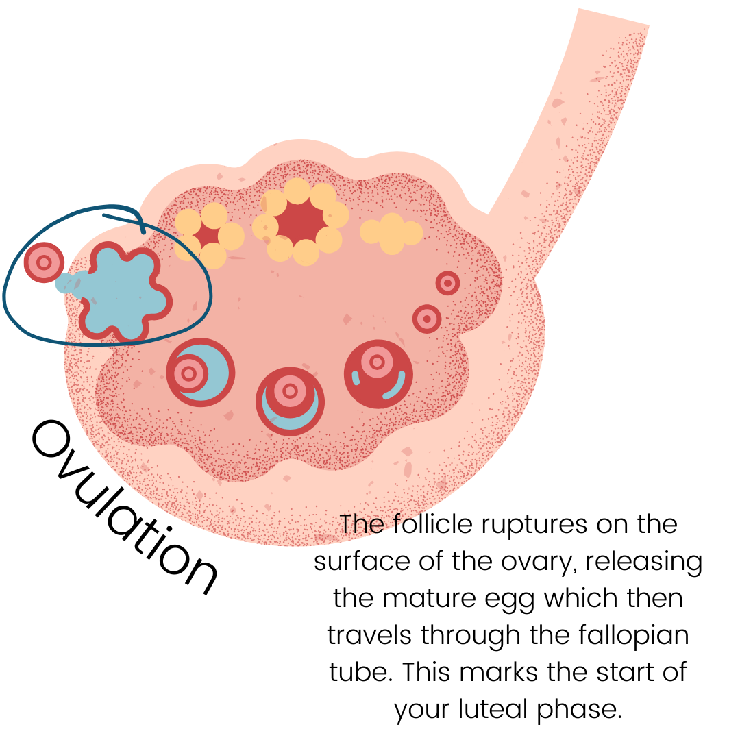 Understanding Your Menstrual Cycle — Dietitian nutritionists for ...