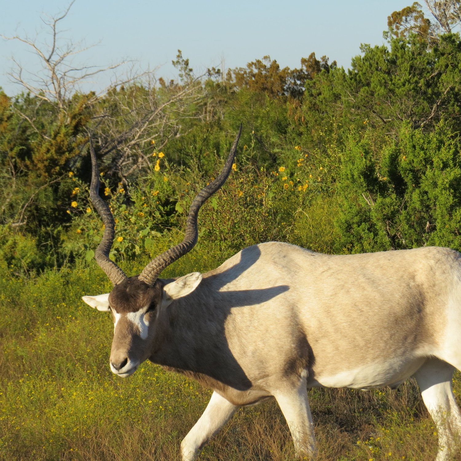 ADDAX — Texas Divide Ranch