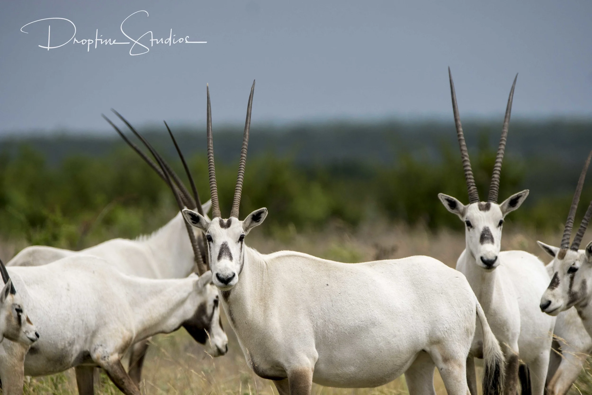 Arabian Oryx