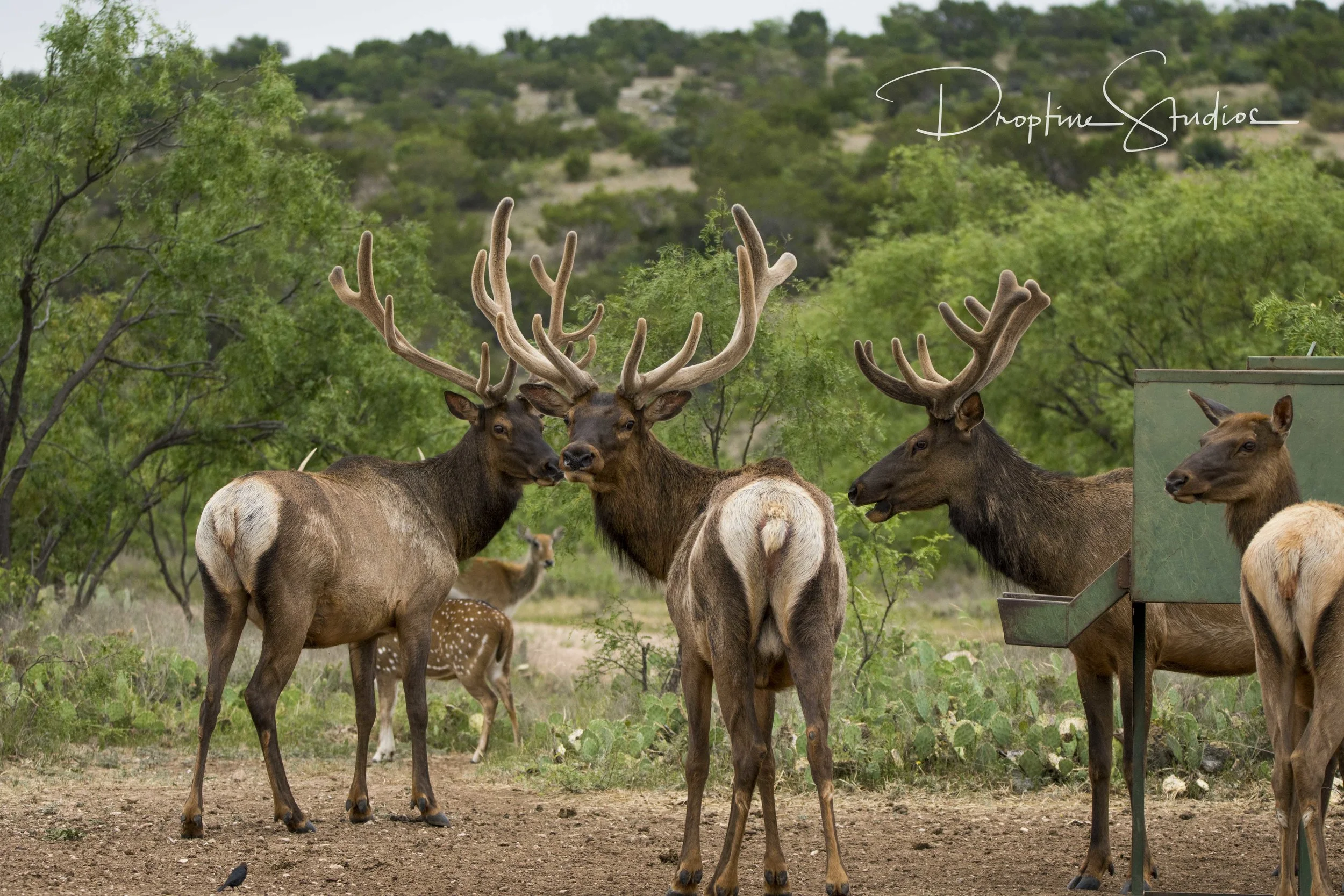 ELK — Texas Divide Ranch