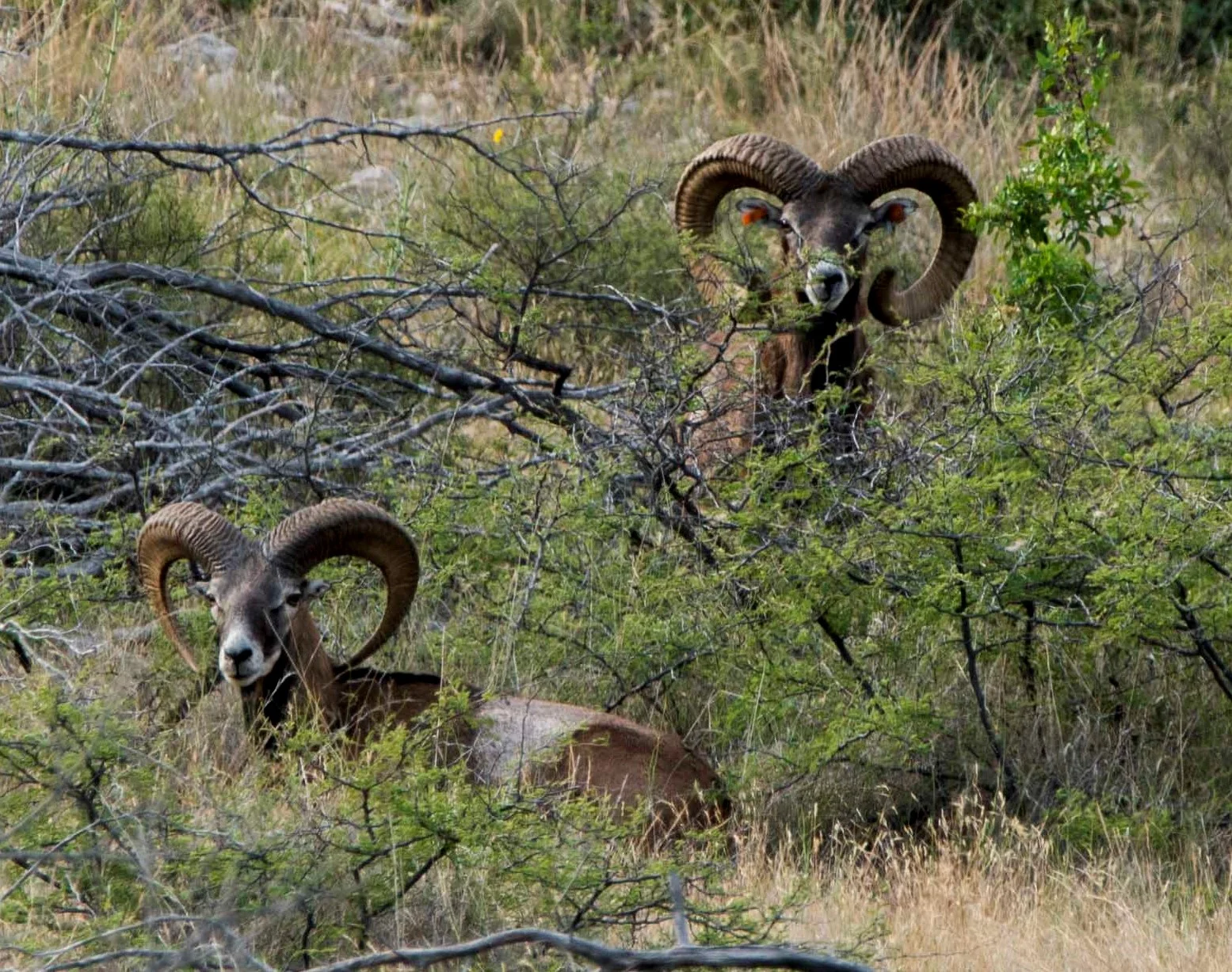 MOUFLON — Texas Divide Ranch