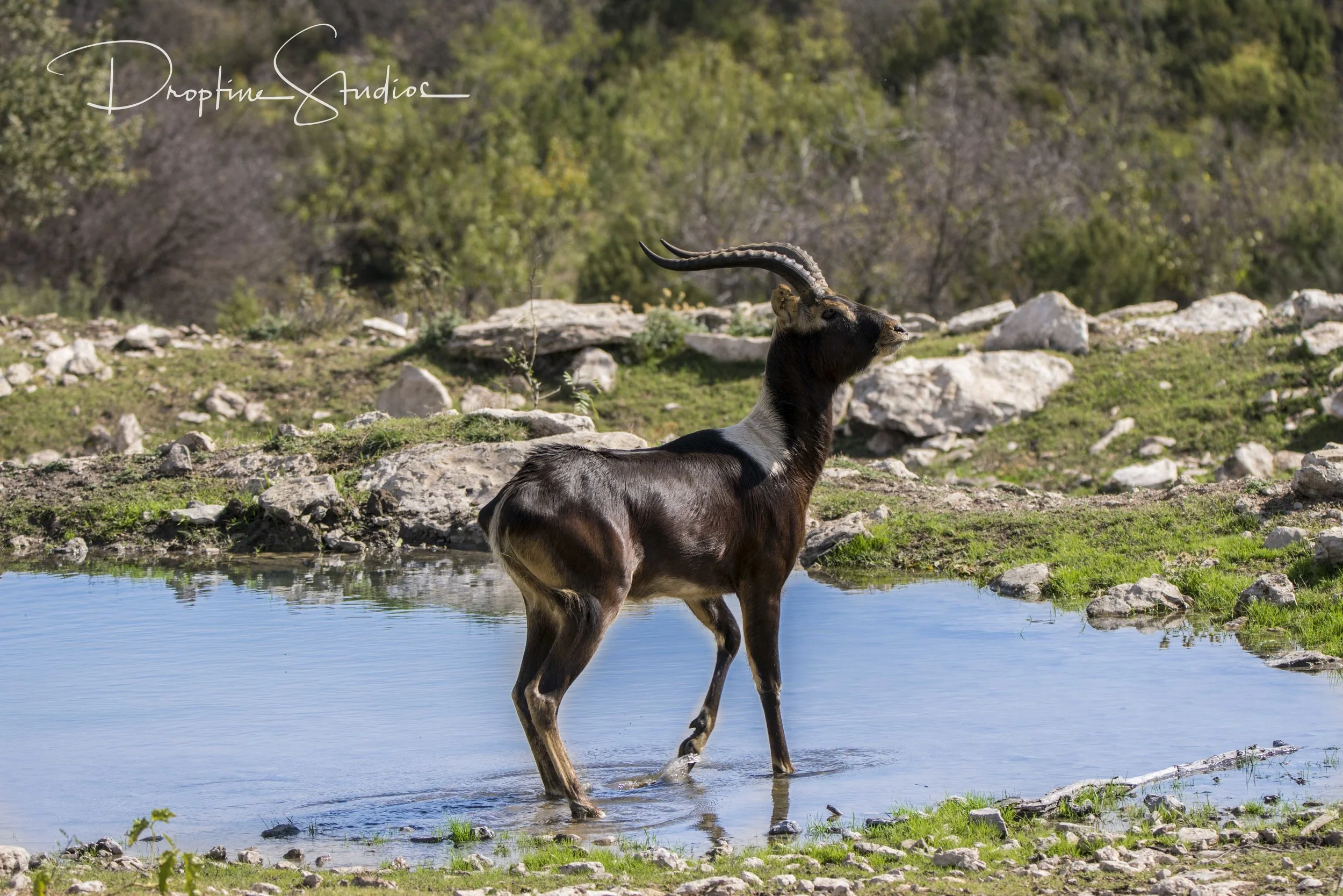 NILE LECHWE — Texas Divide Ranch