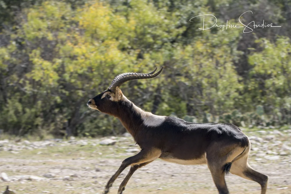 NILE LECHWE — Texas Divide Ranch