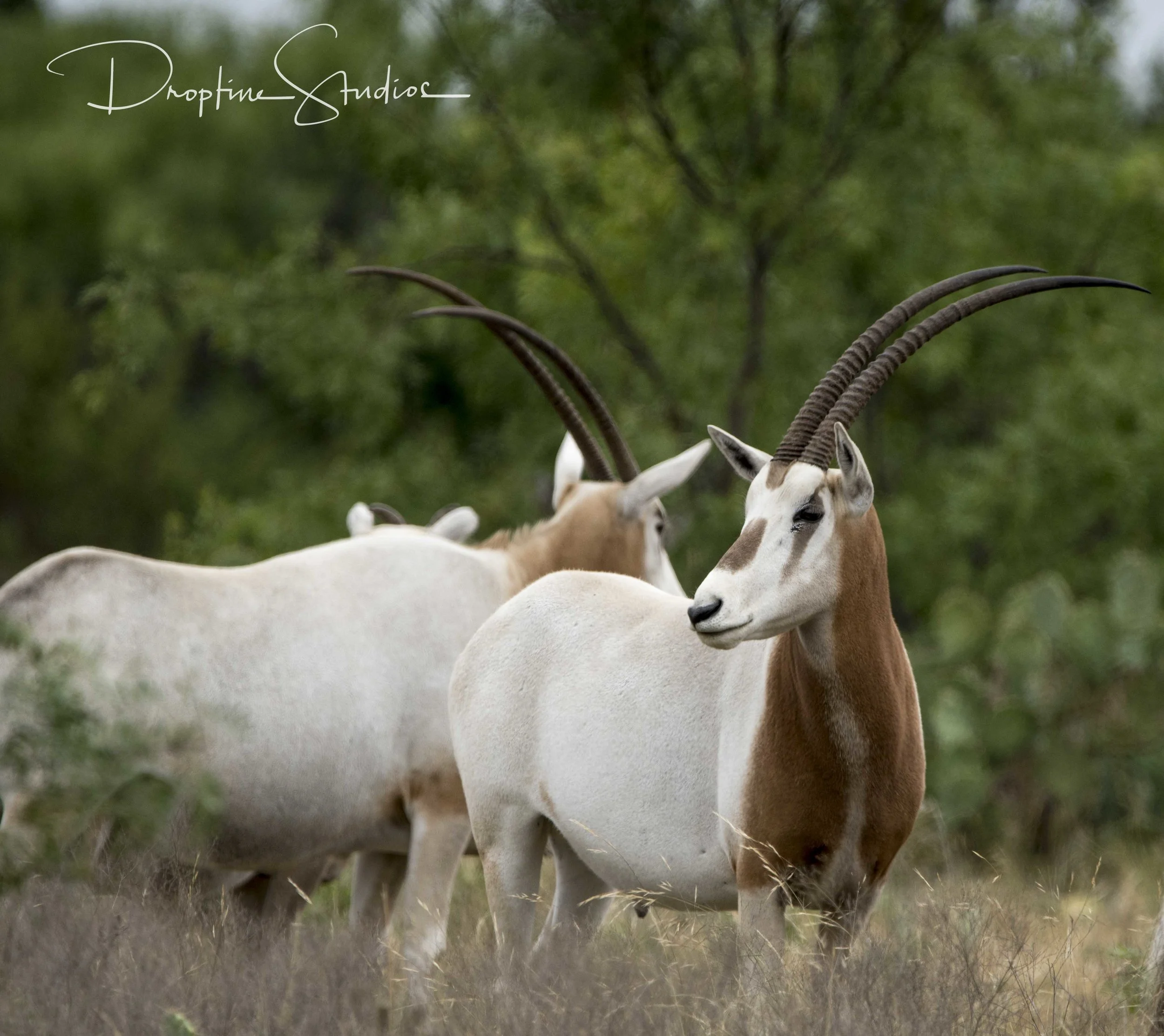 SCIMITAR ORYX — Texas Divide Ranch