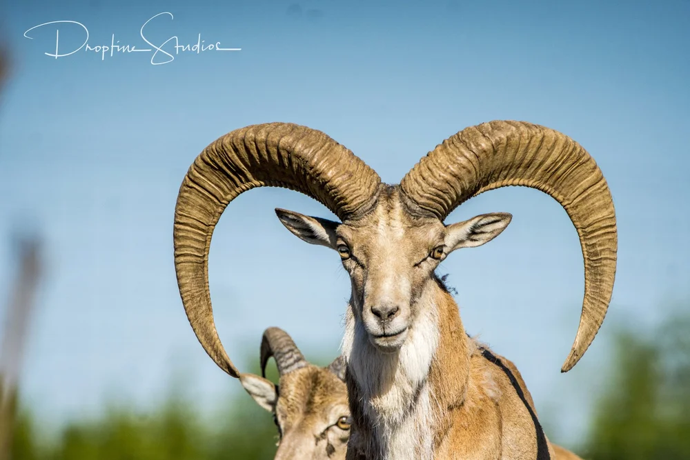 TRANSCASPIAN URIAL — Texas Divide Ranch