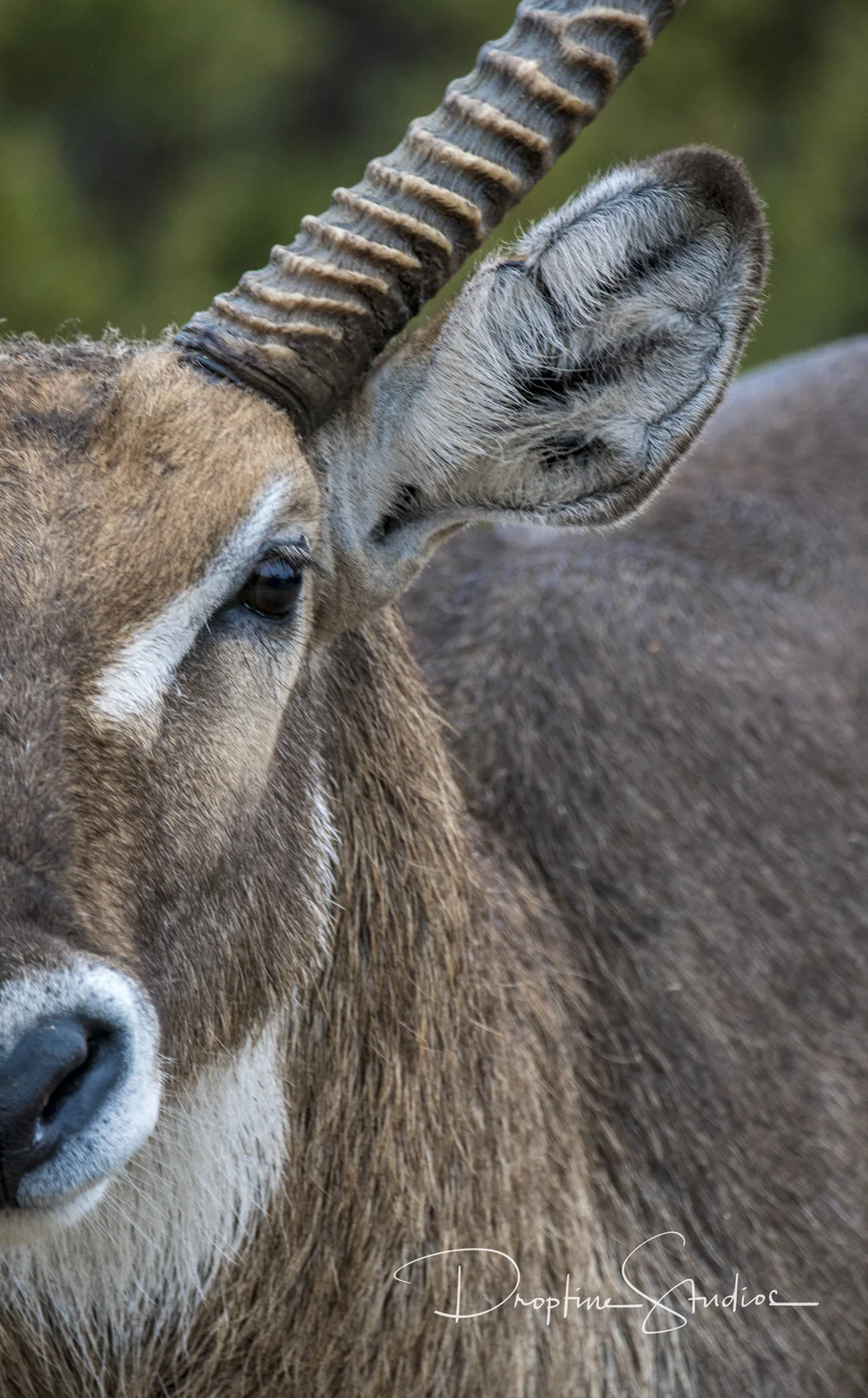 Waterbuck — Texas Divide Ranch