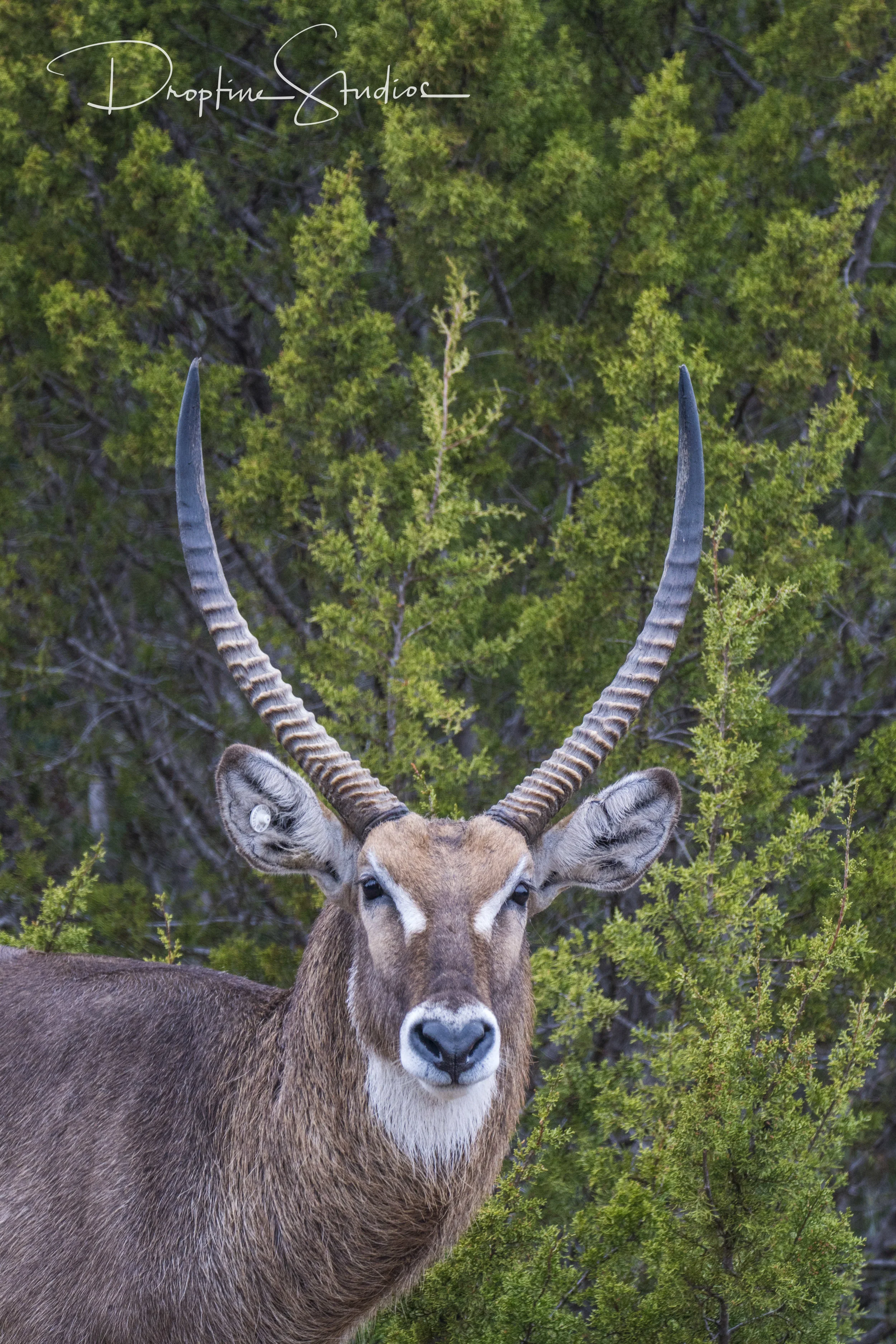 Waterbuck — Texas Divide Ranch