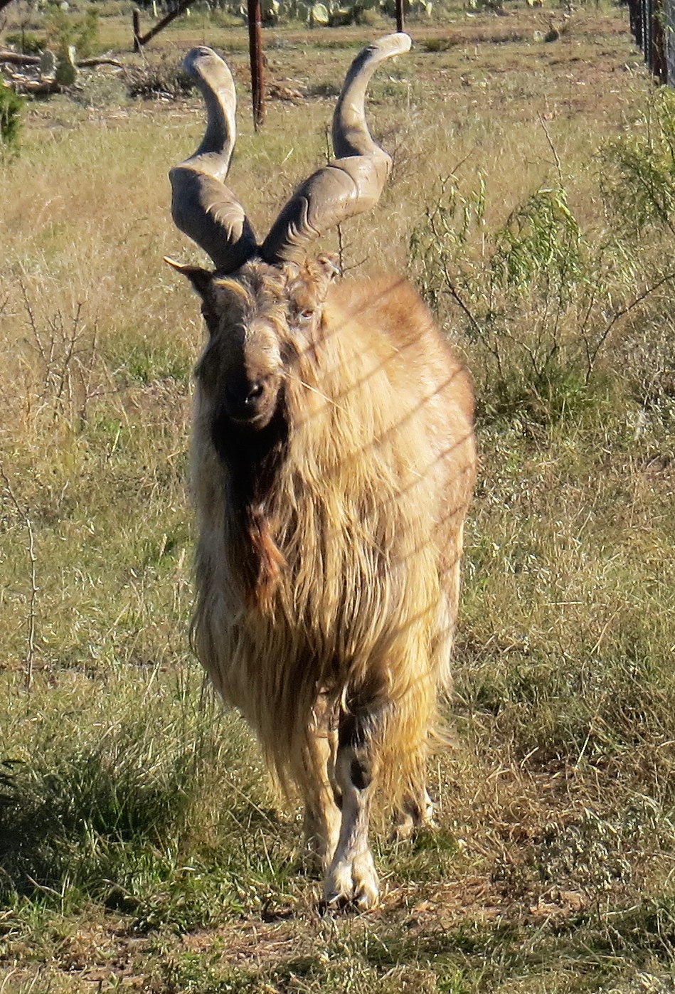 MARKHOR — Texas Divide Ranch