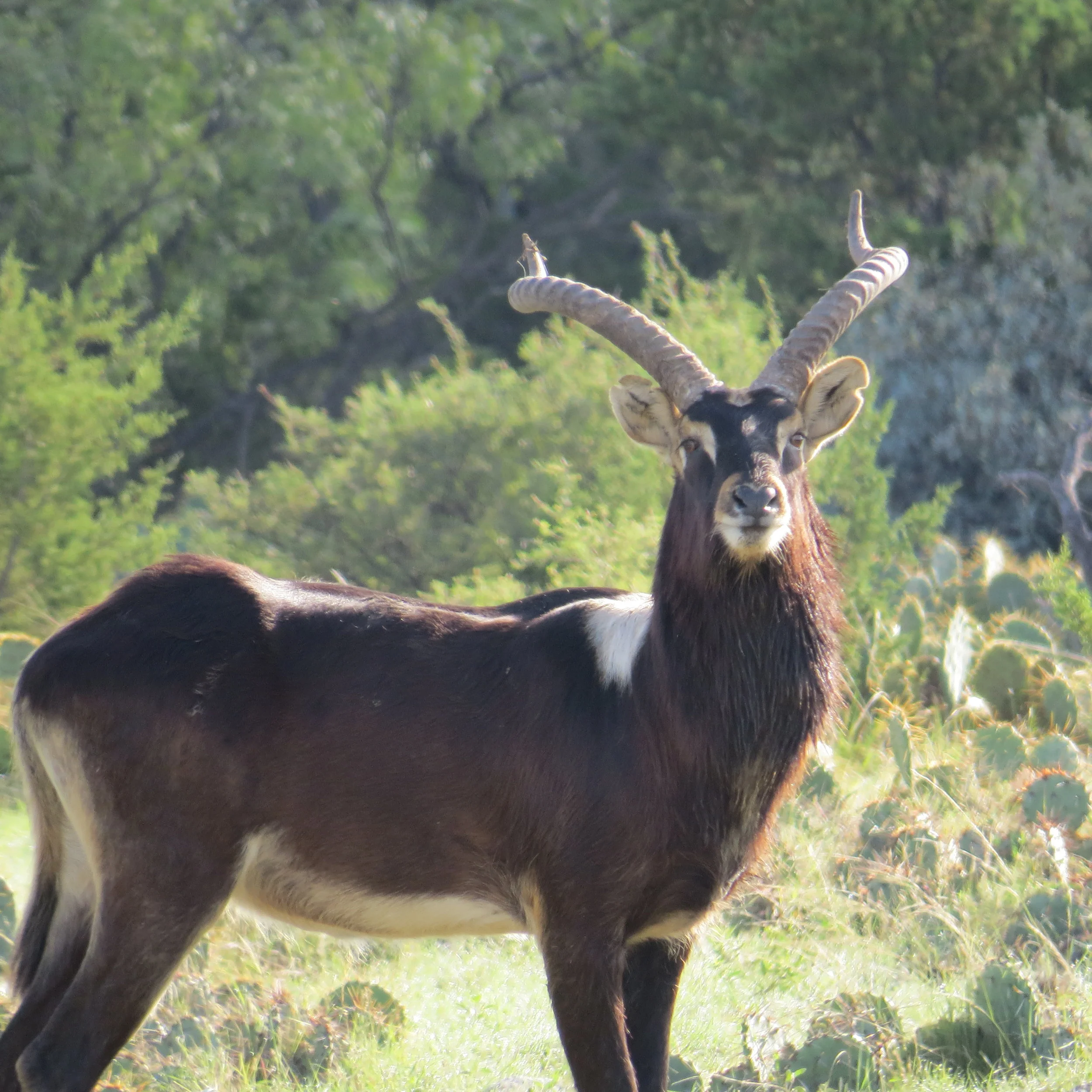 NILE LECHWE — Texas Divide Ranch