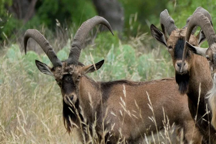 Ibex - Persian — Texas Divide Ranch