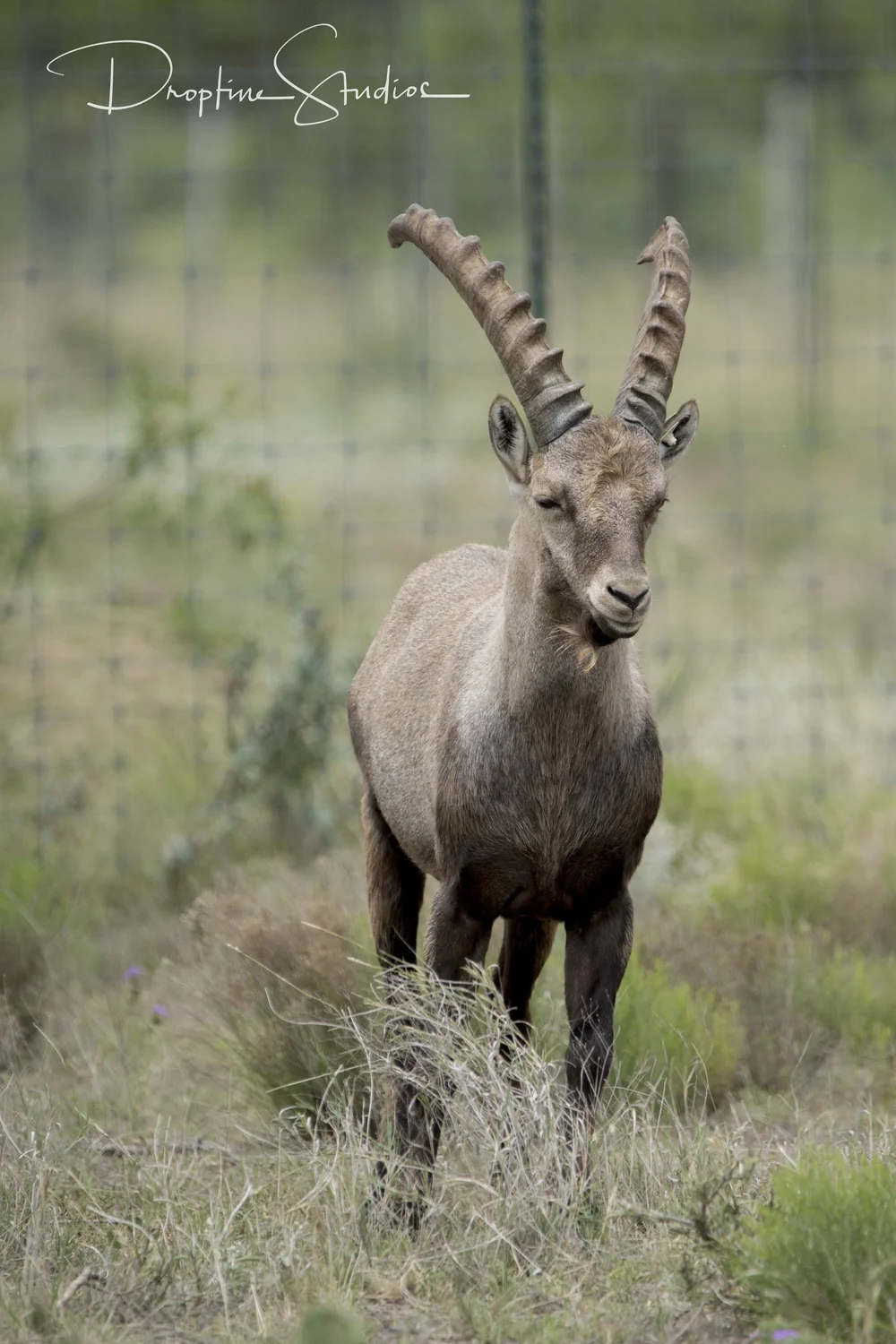 Ibex - Alpine — Texas Divide Ranch