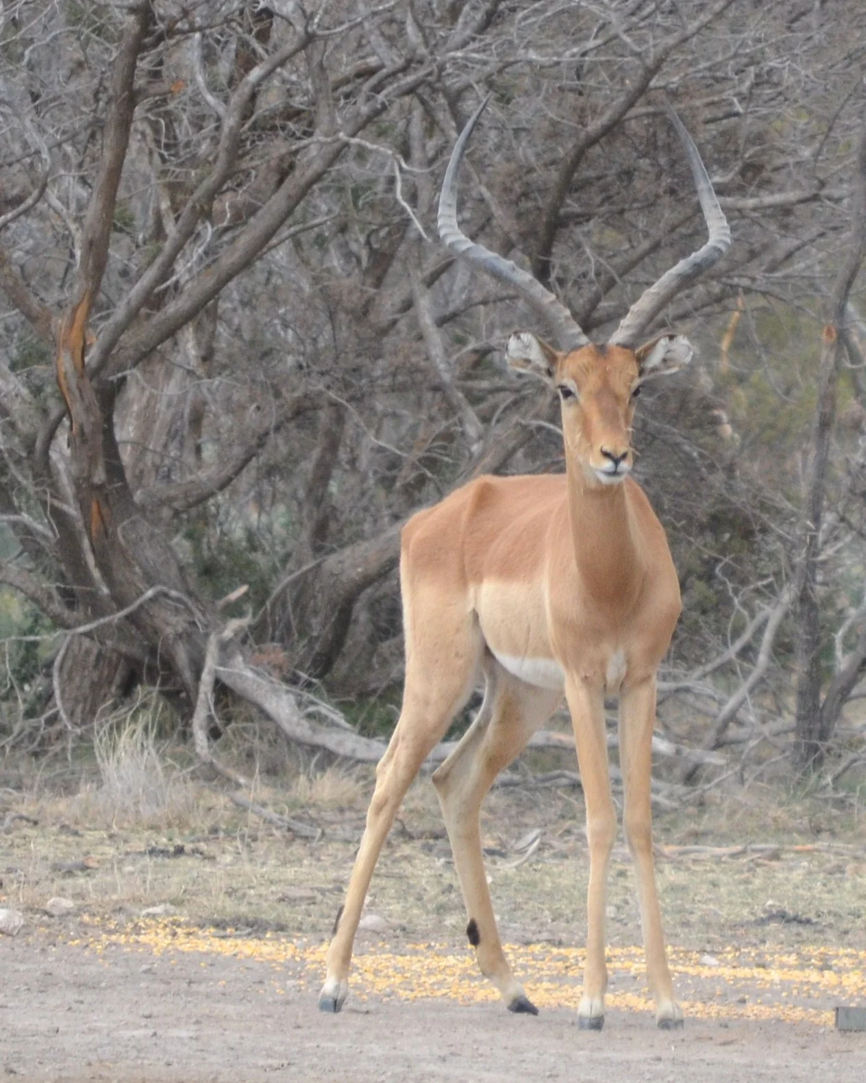 Impala — Texas Divide Ranch