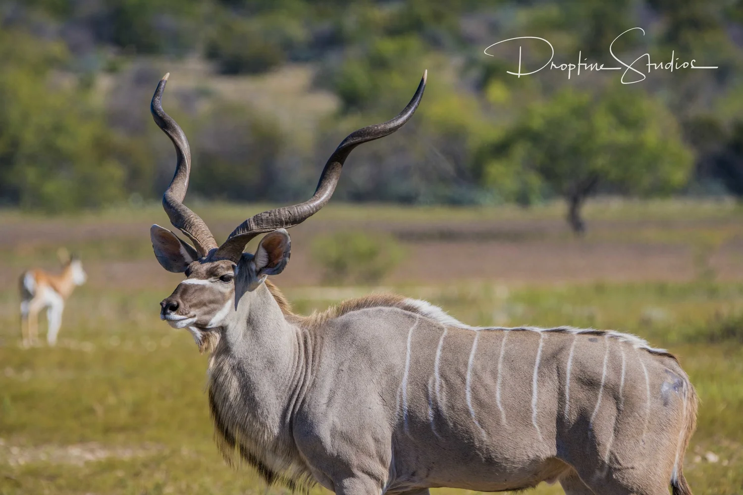 Lesser Kudu Antelope