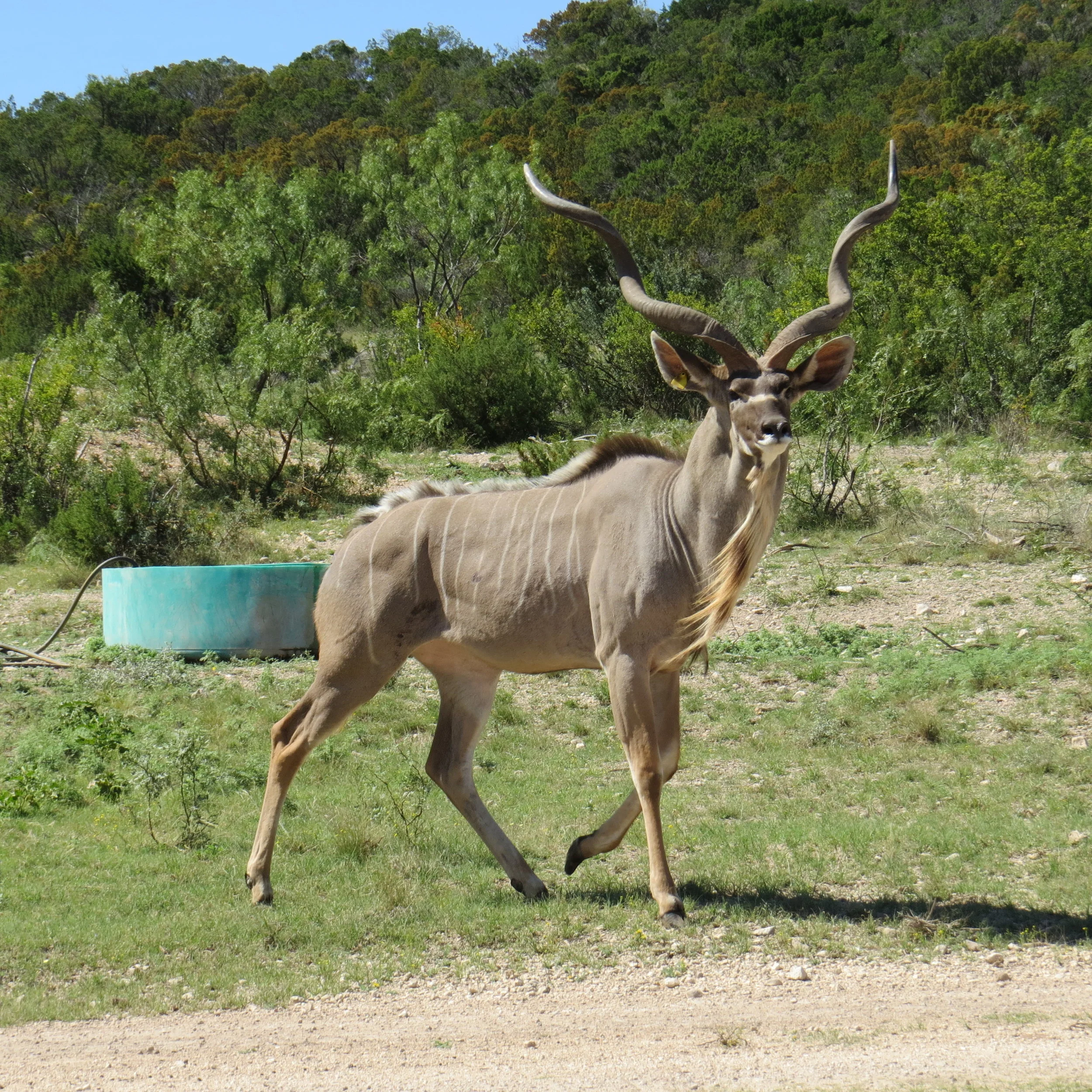 KUDU — Texas Divide Ranch