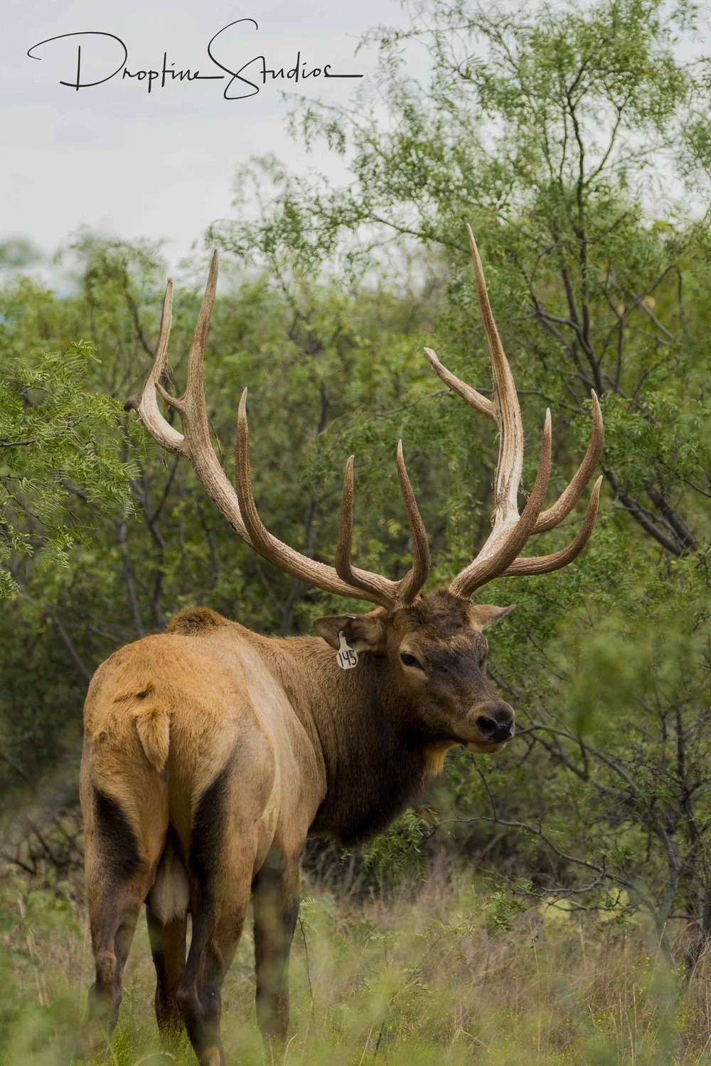 ELK — Texas Divide Ranch