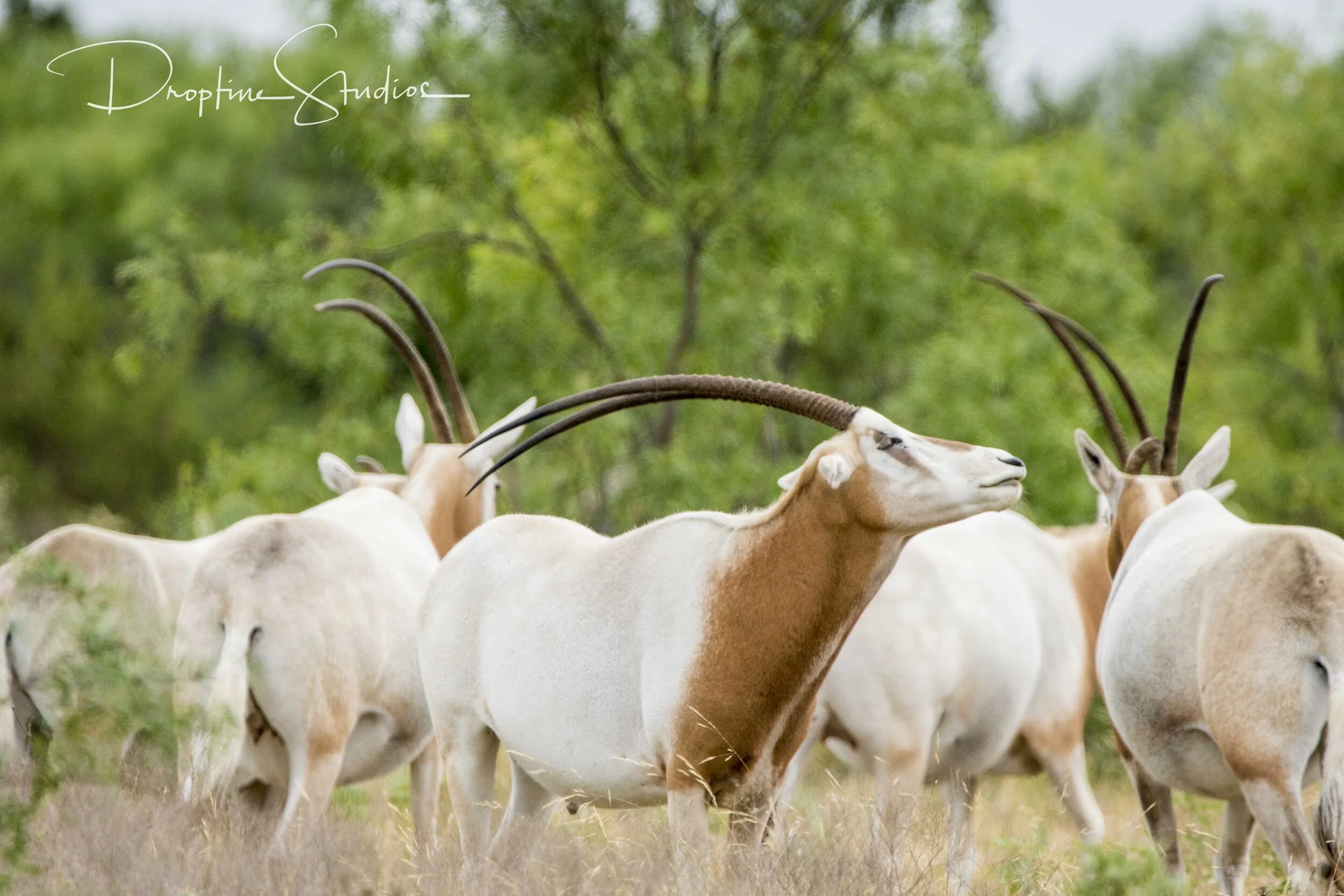 SCIMITAR ORYX — Texas Divide Ranch