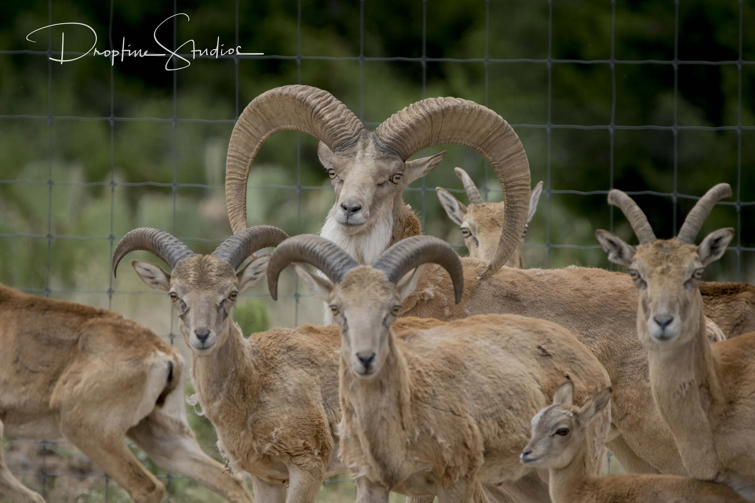 TRANSCASPIAN URIAL — Texas Divide Ranch