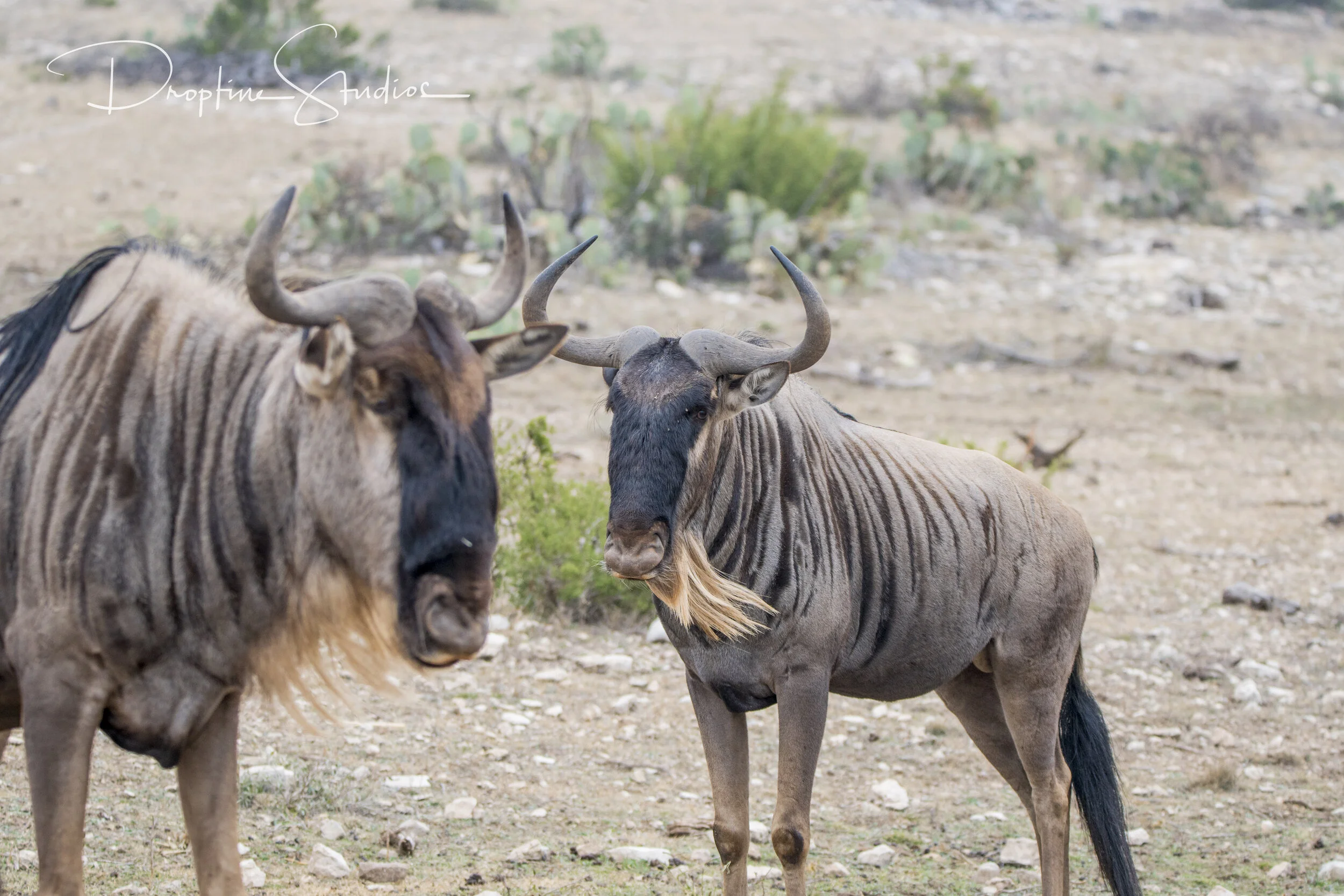 WILDEBEEST - WHITE BEARDED — Texas Divide Ranch