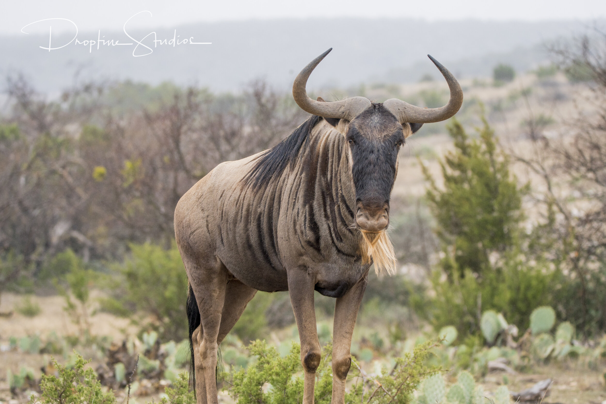 WILDEBEEST - WHITE BEARDED — Texas Divide Ranch