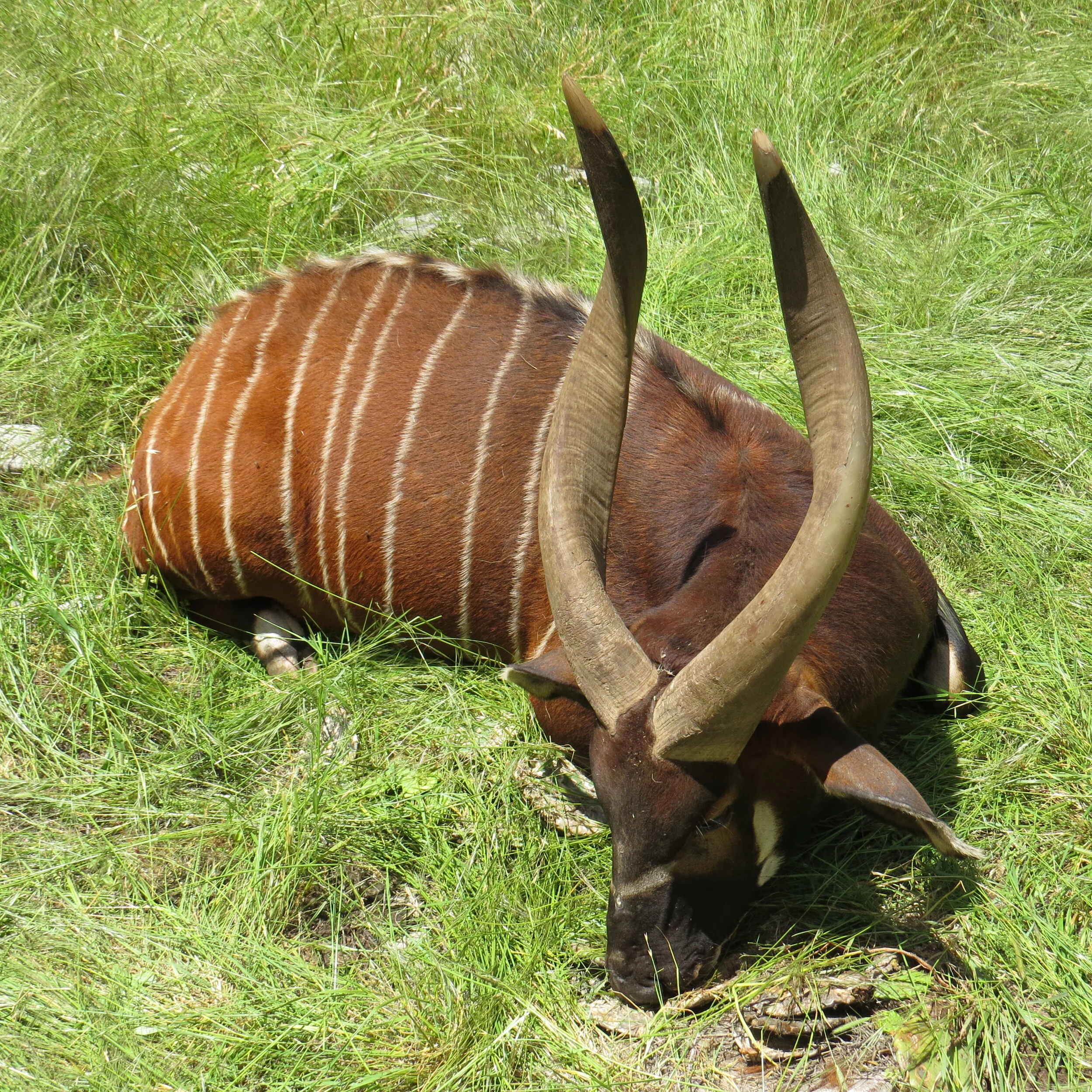 Bongo Hunting