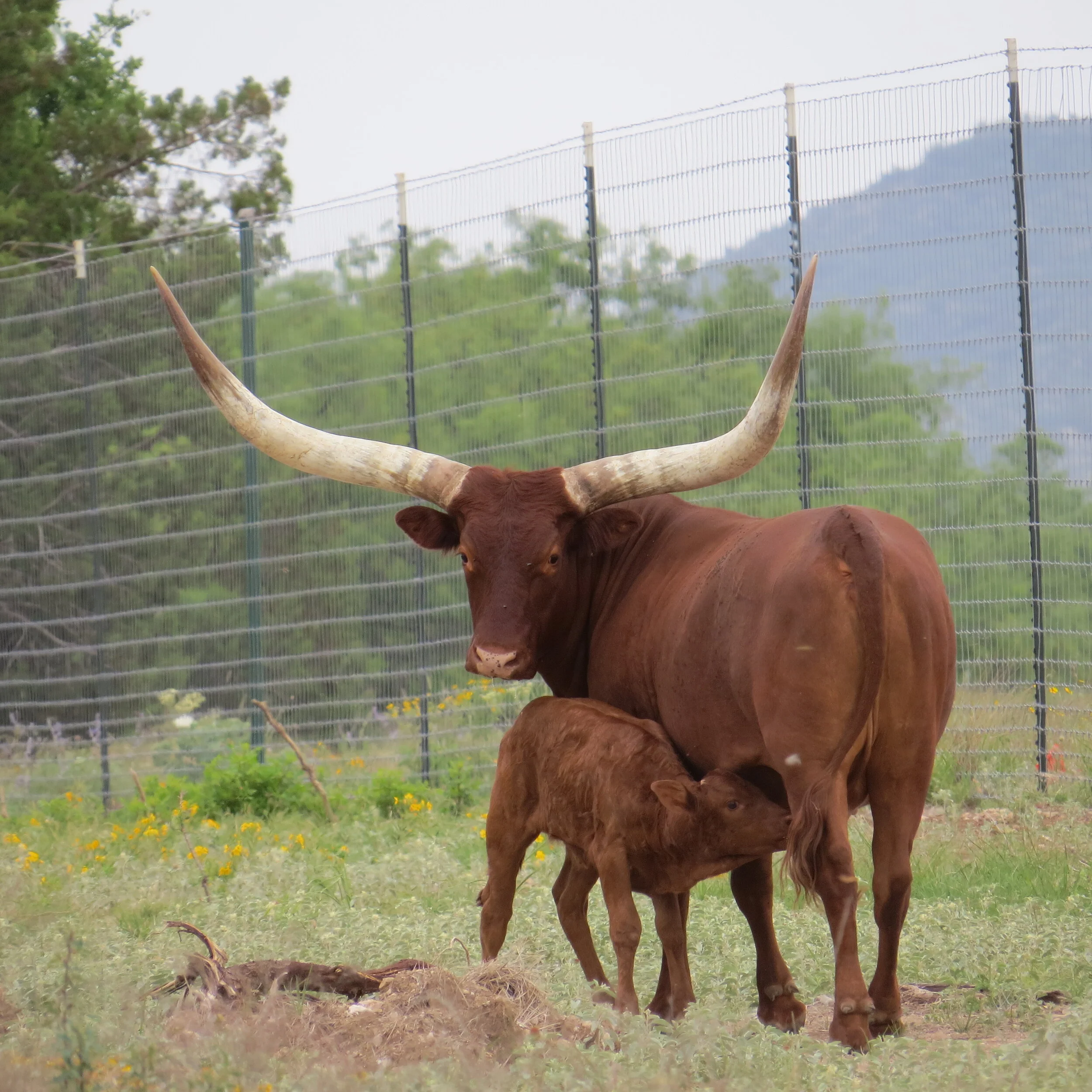WATUSI — Texas Divide Ranch