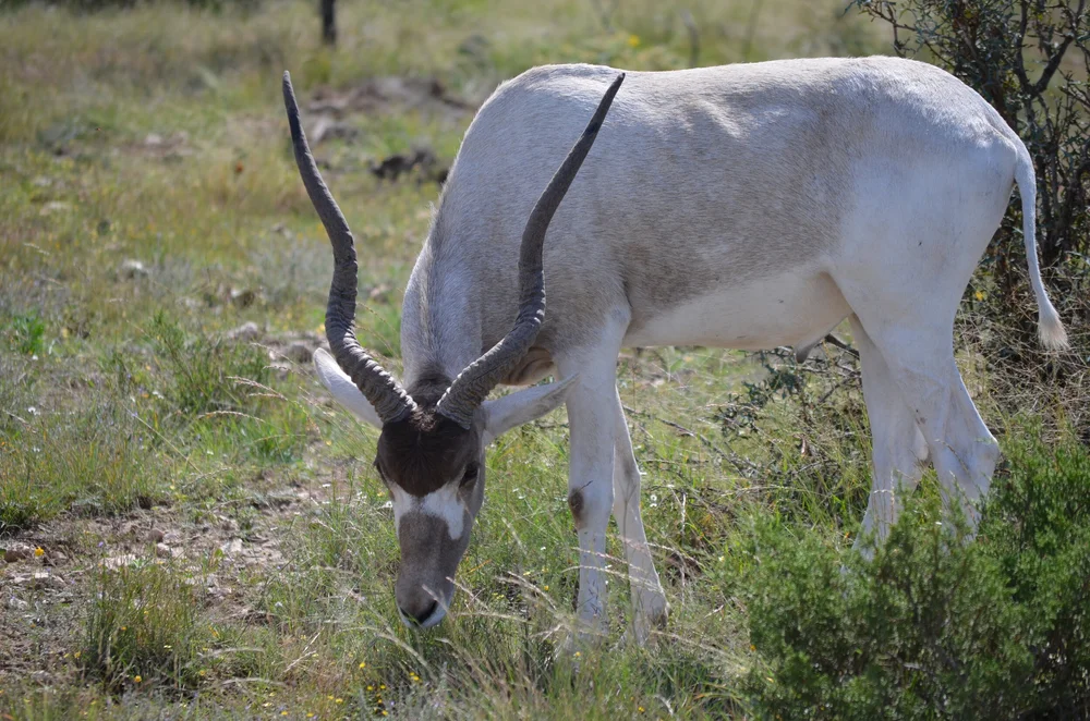 ADDAX — Texas Divide Ranch