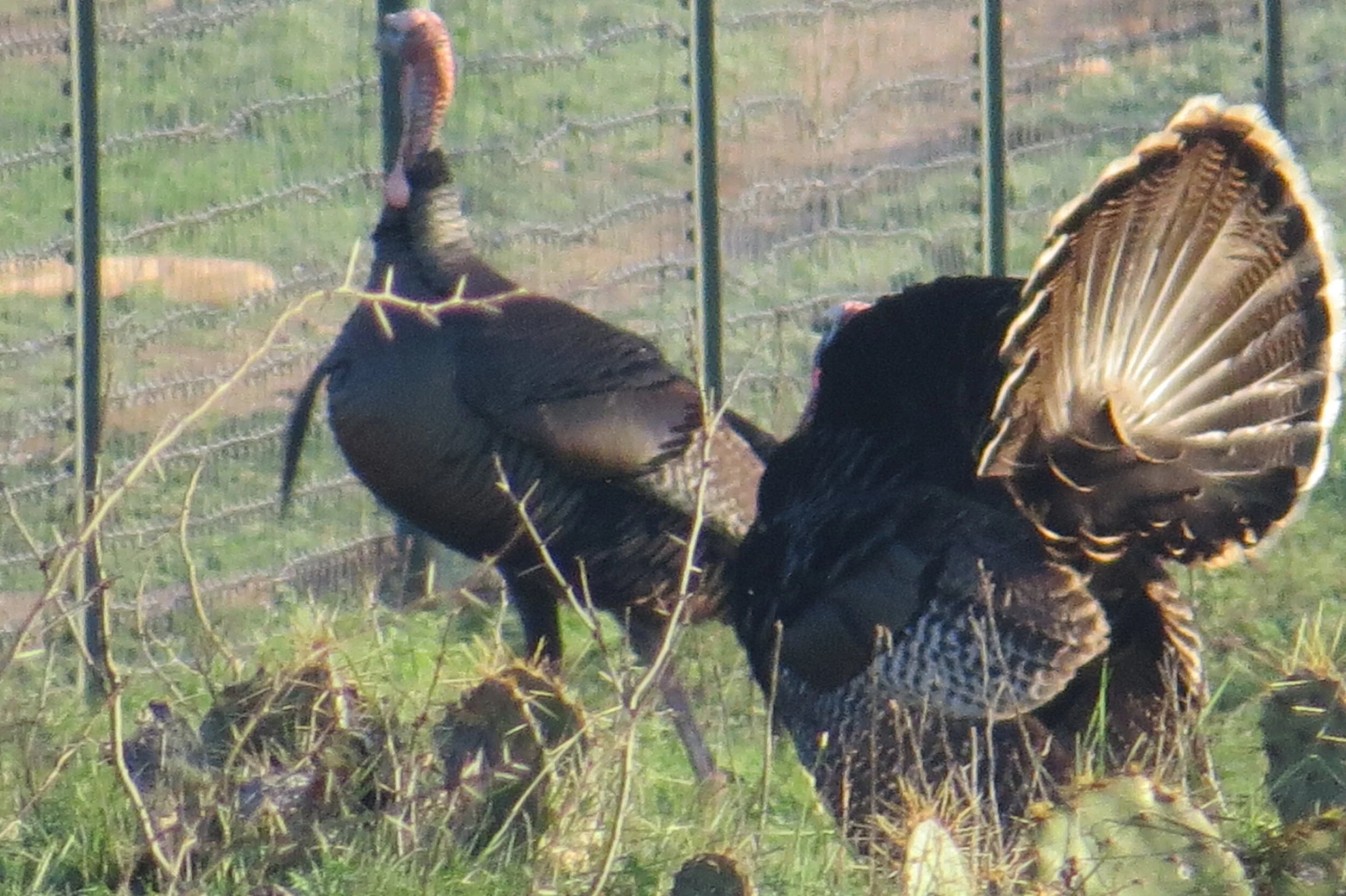 TURKEY — Texas Divide Ranch