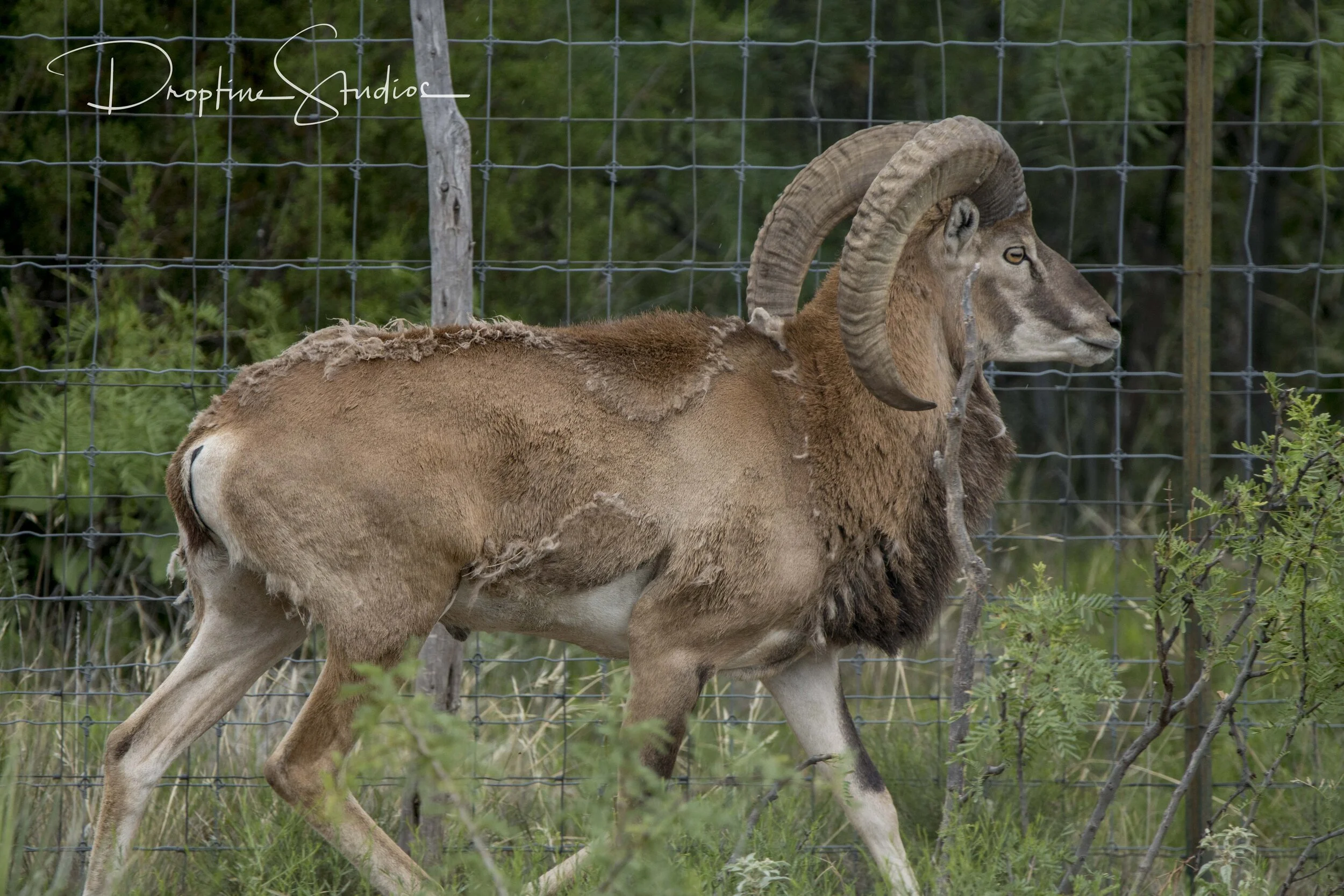 STUMBERG — Texas Divide Ranch