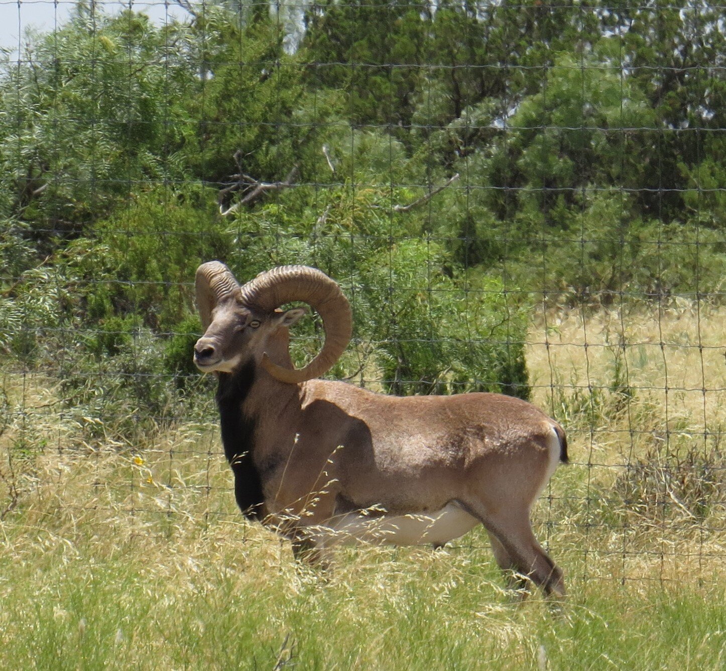 STUMBERG — Texas Divide Ranch