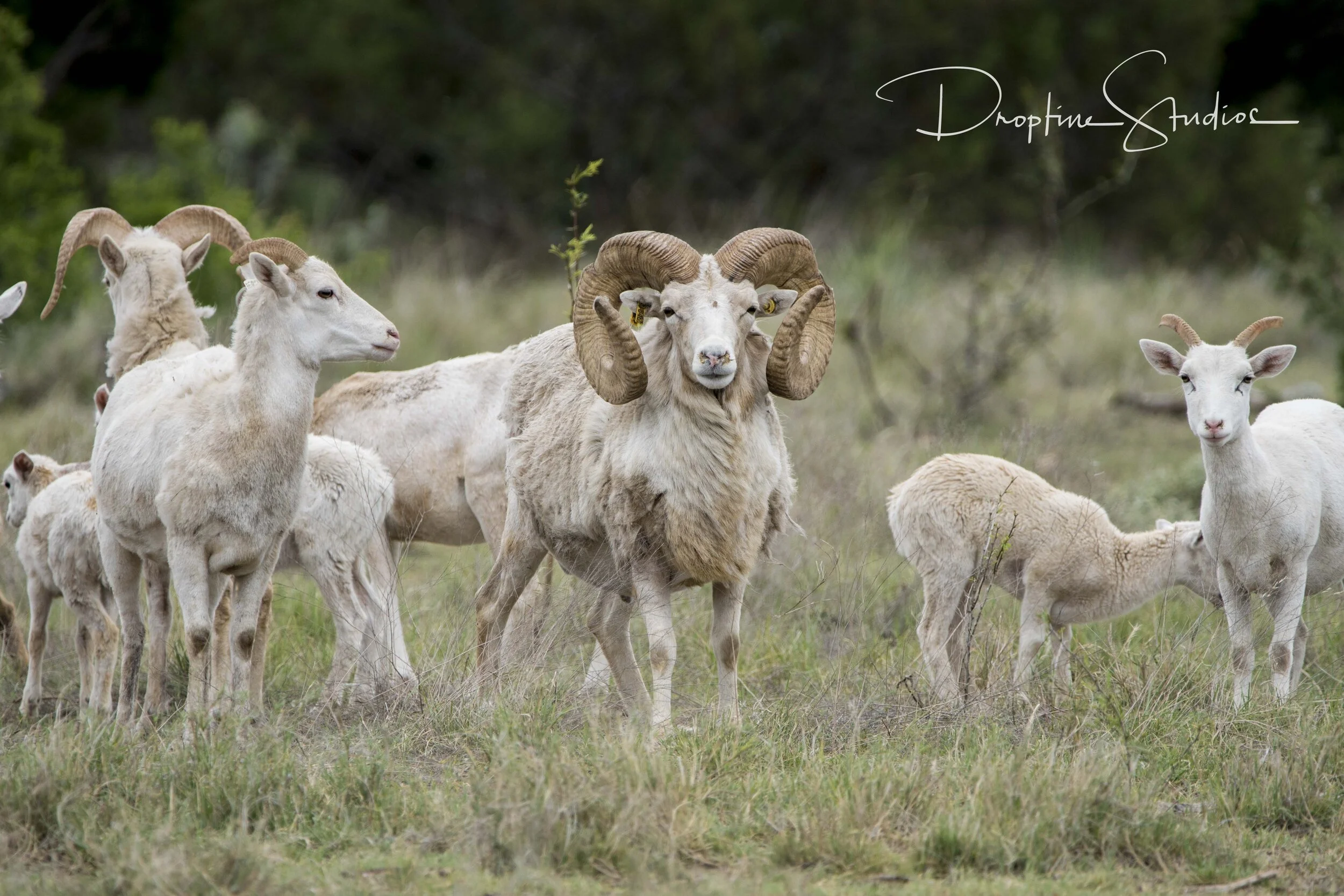 SNOW URIAL — Texas Divide Ranch
