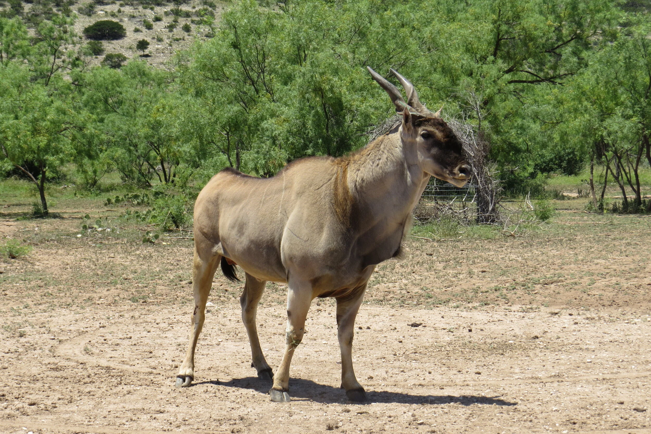 ELAND — Texas Divide Ranch