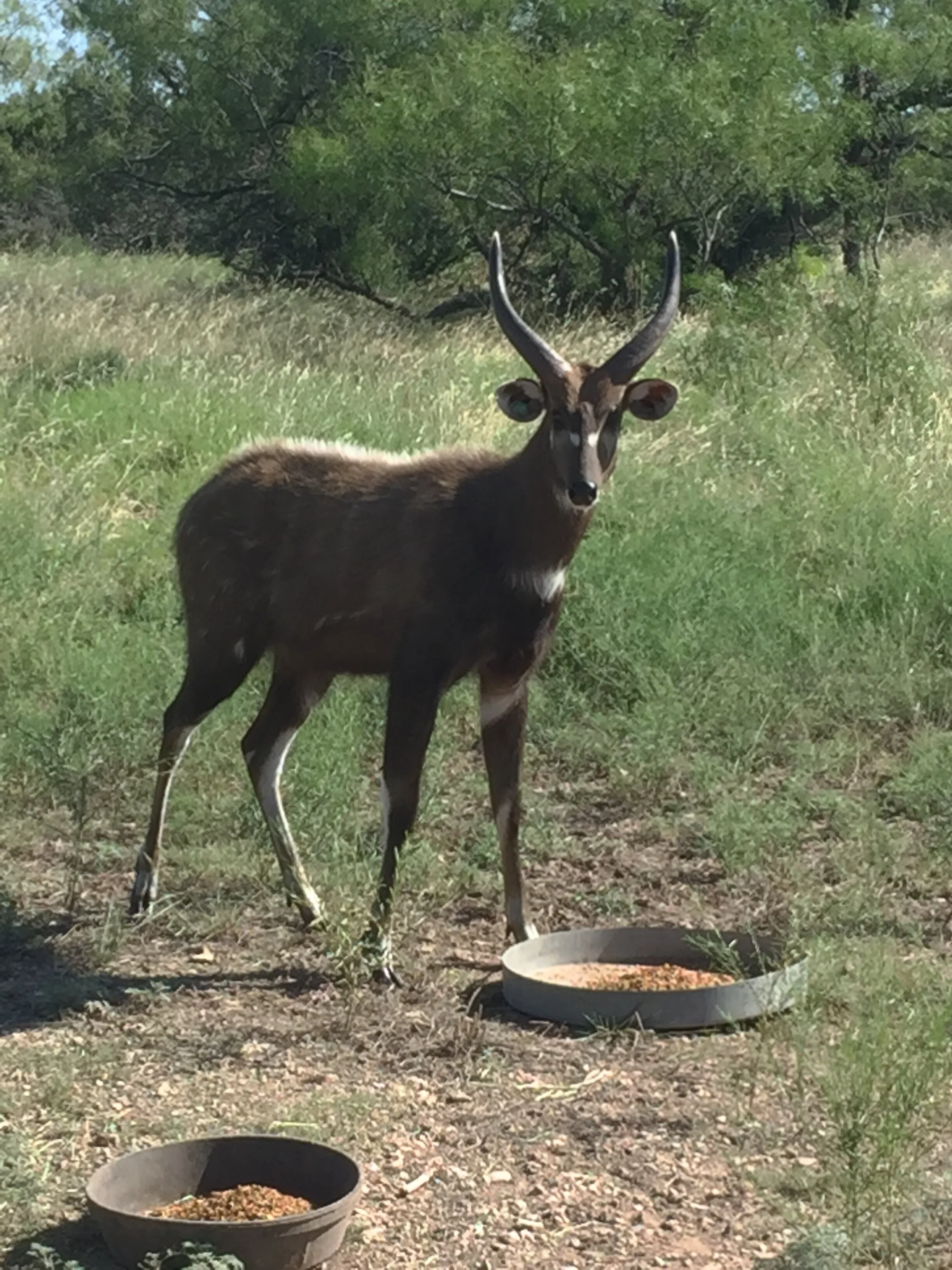 SITATUNGA — Texas Divide Ranch