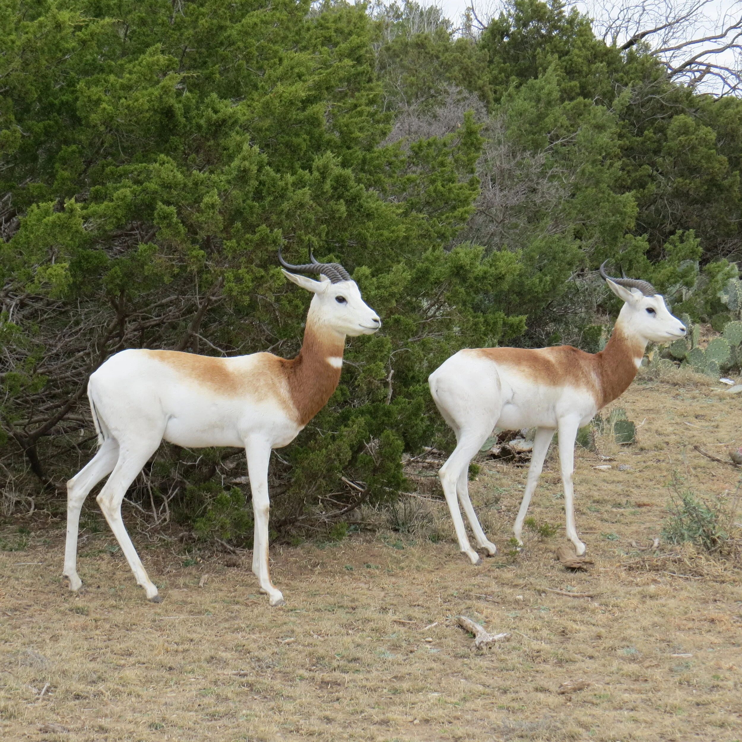 DAMA GAZELLE — Texas Divide Ranch