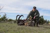 Ibex - Persian — Texas Divide Ranch