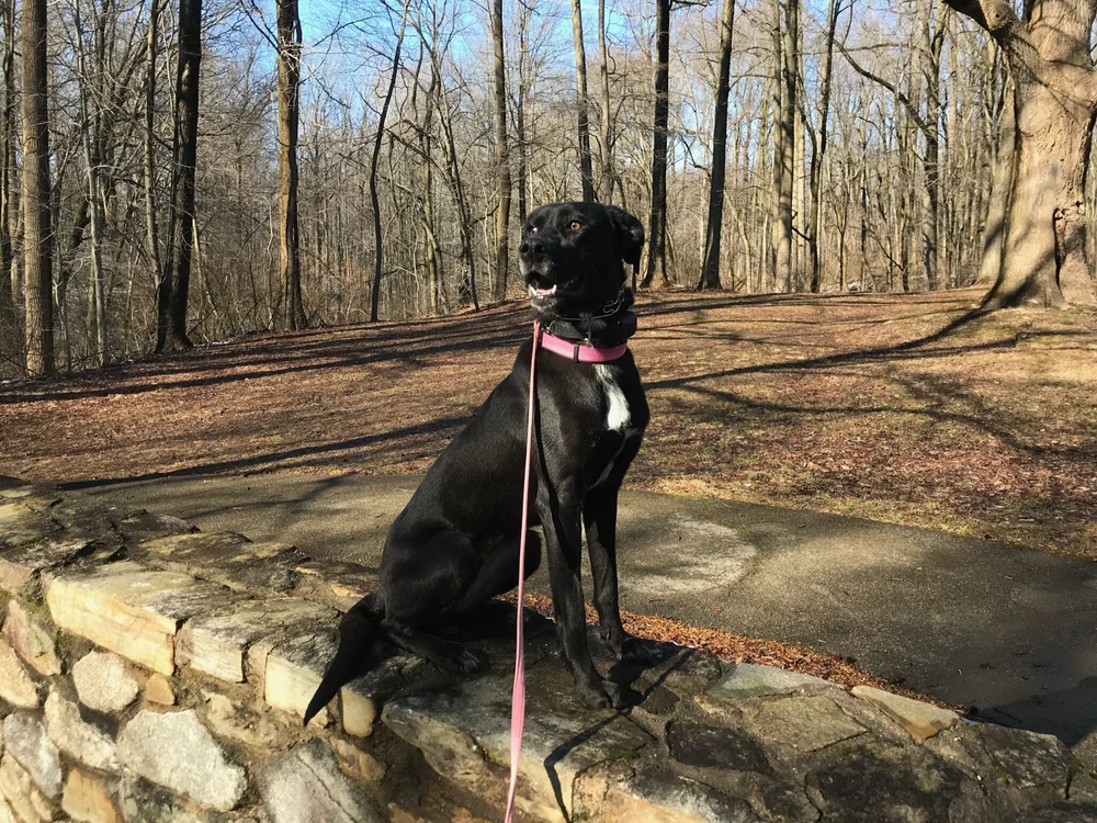 How to Assess Your Dog's Behavioral Health — Delaware Dog Trainer ...