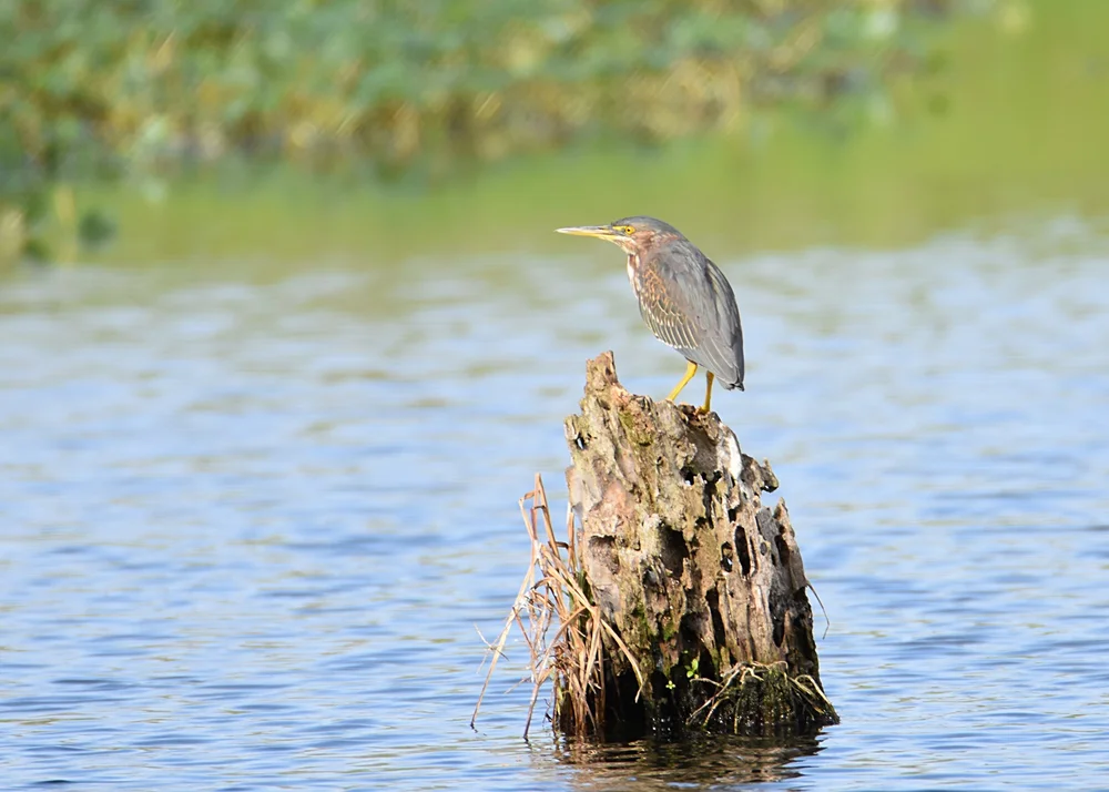 The James B. Harrison Foundation