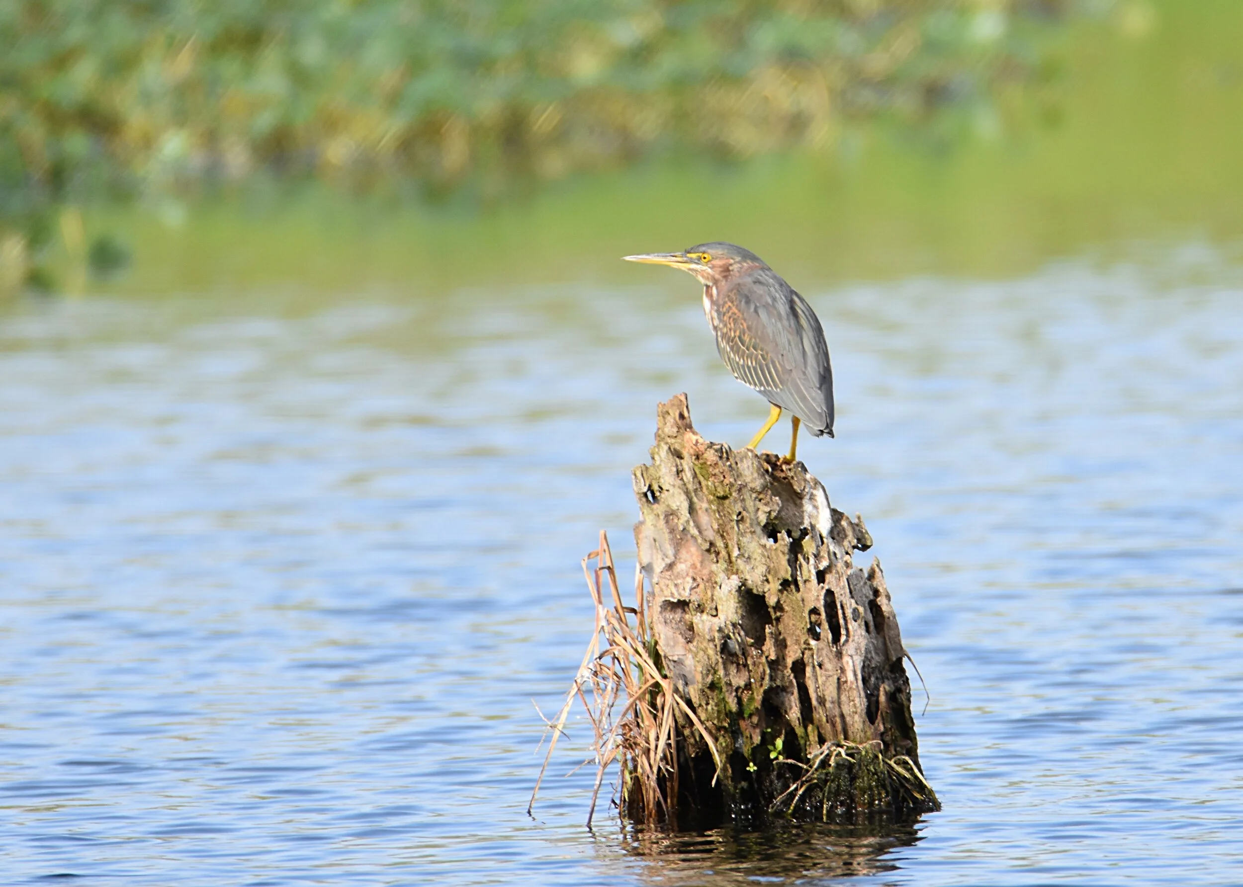 The James B. Harrison Foundation